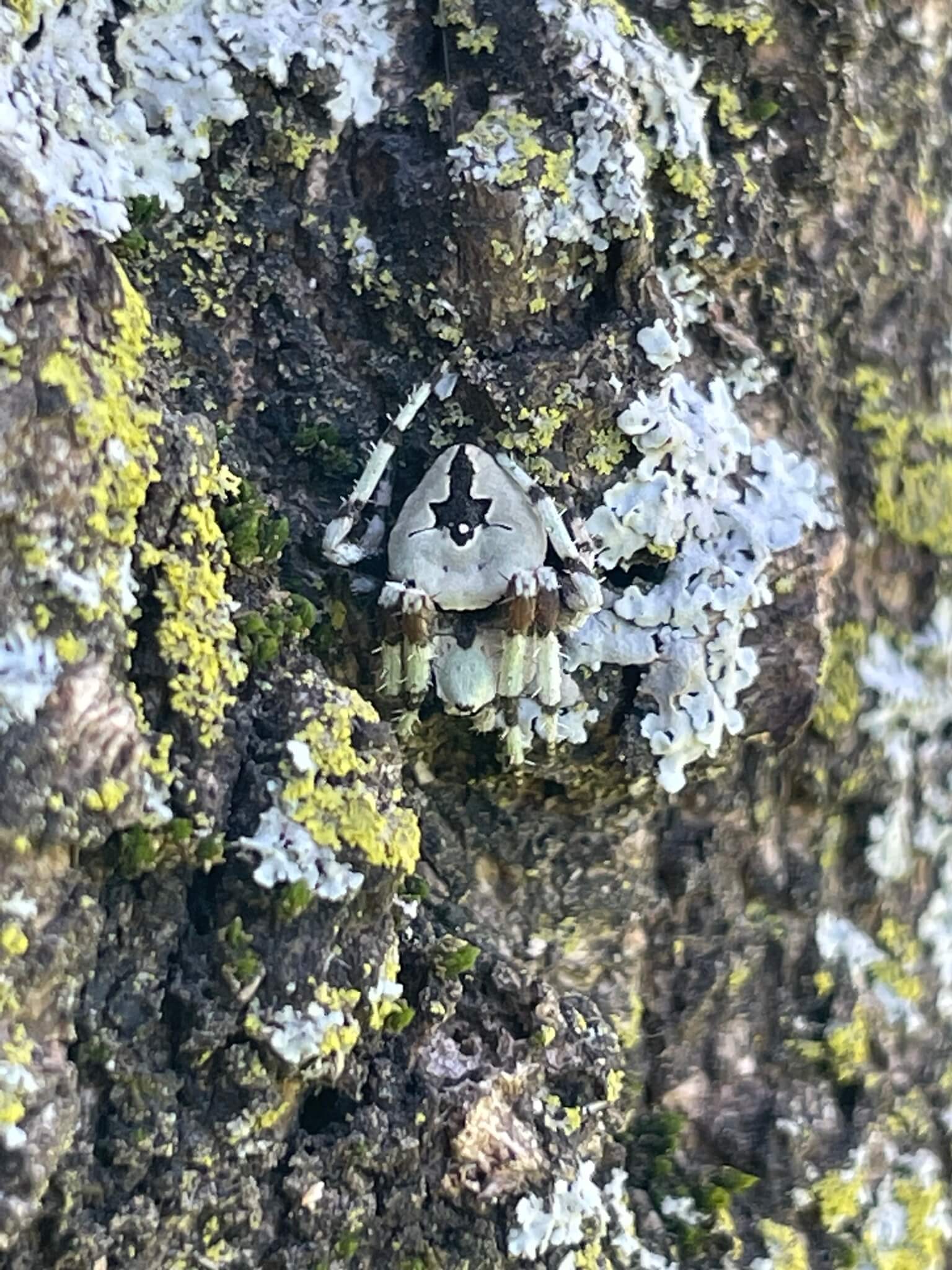 17 White Spiders With Pictures (Only #4 Is Mildly Poisonous)