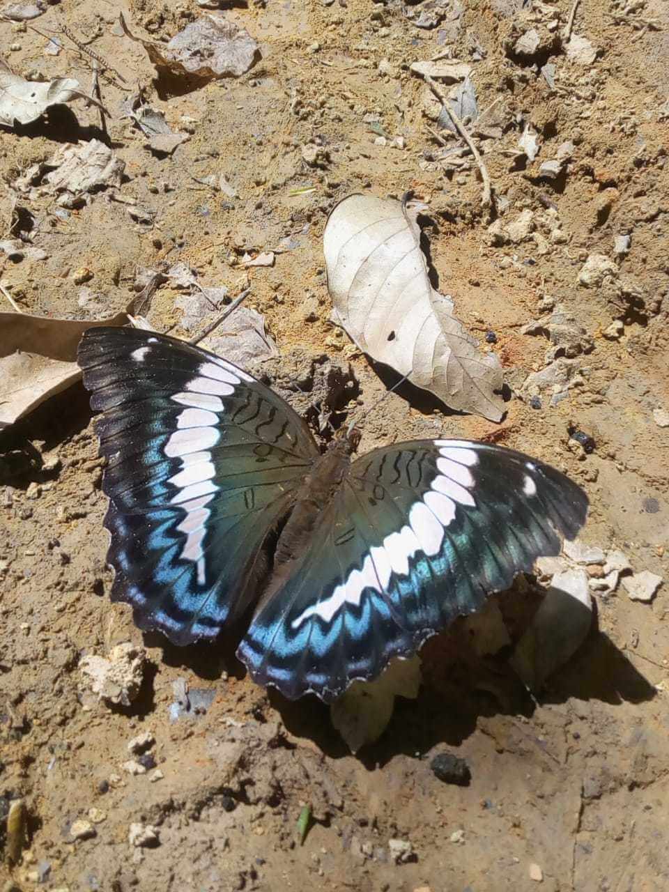 28 Amazing Green Butterflies (Pictures And IDentification)