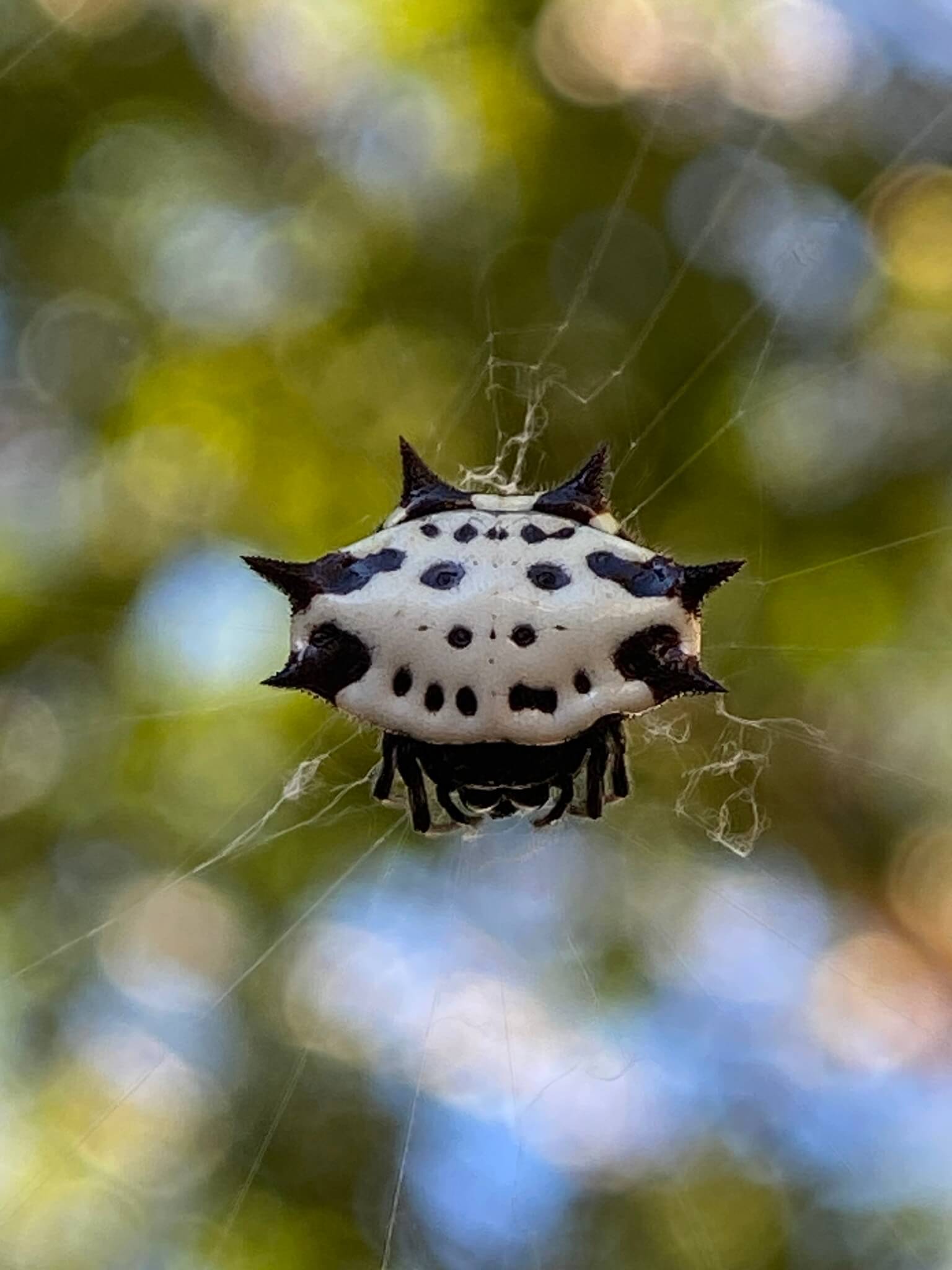 21 Spiders With Spikes (Pictures and Identification)