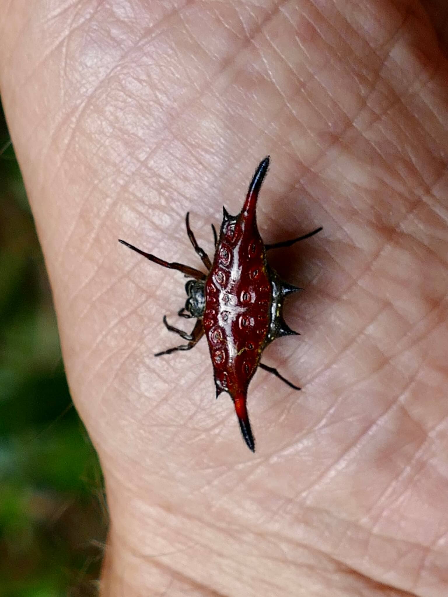 21 Spiders With Spikes (Pictures and Identification)