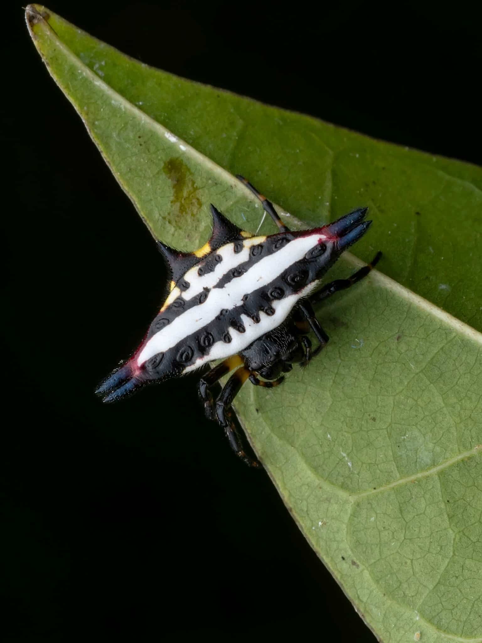 21 Spiders With Spikes (Pictures and Identification)
