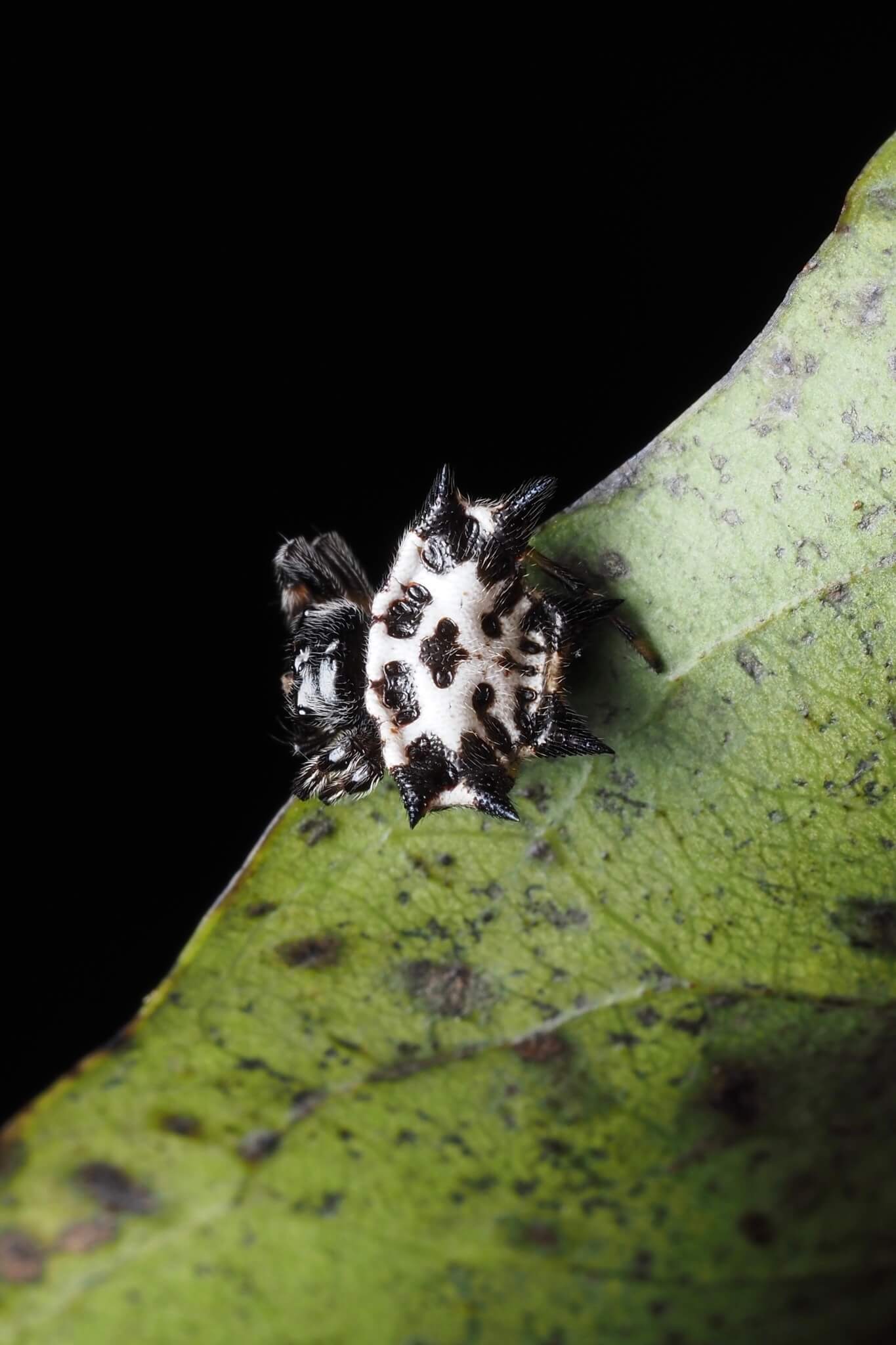 21 Spiders With Spikes (Pictures and Identification)