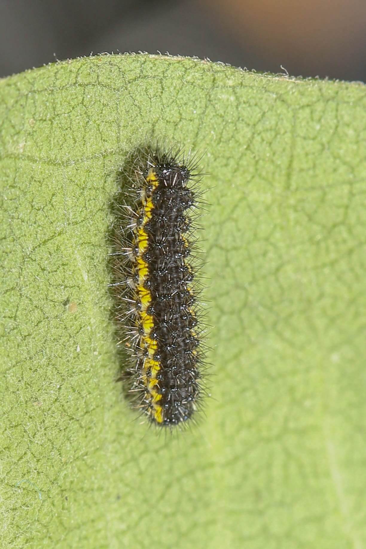 57 Types of Black Caterpillars (Pictures And Identification)