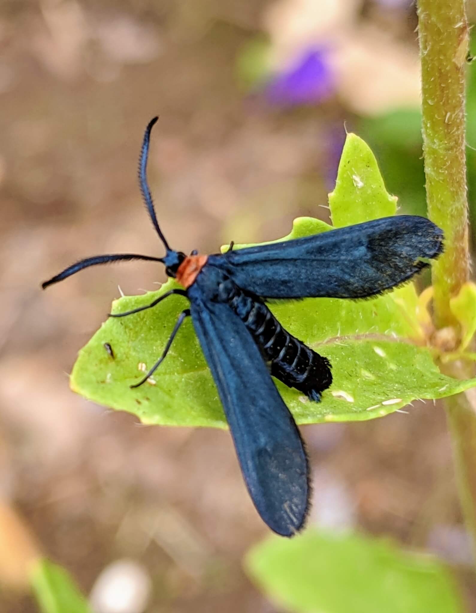 17 Stunning Blue Moths (Pictures And Identification)