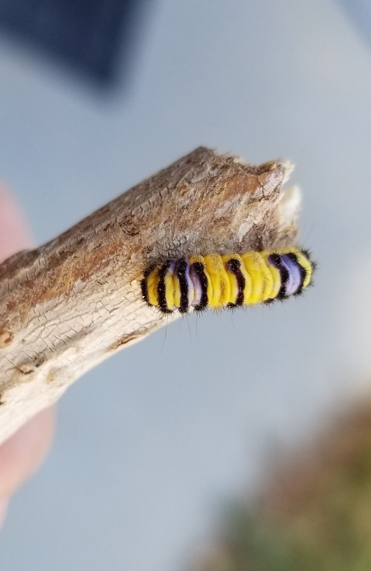 39 Common Yellow Caterpillars (Pictures And Identification)