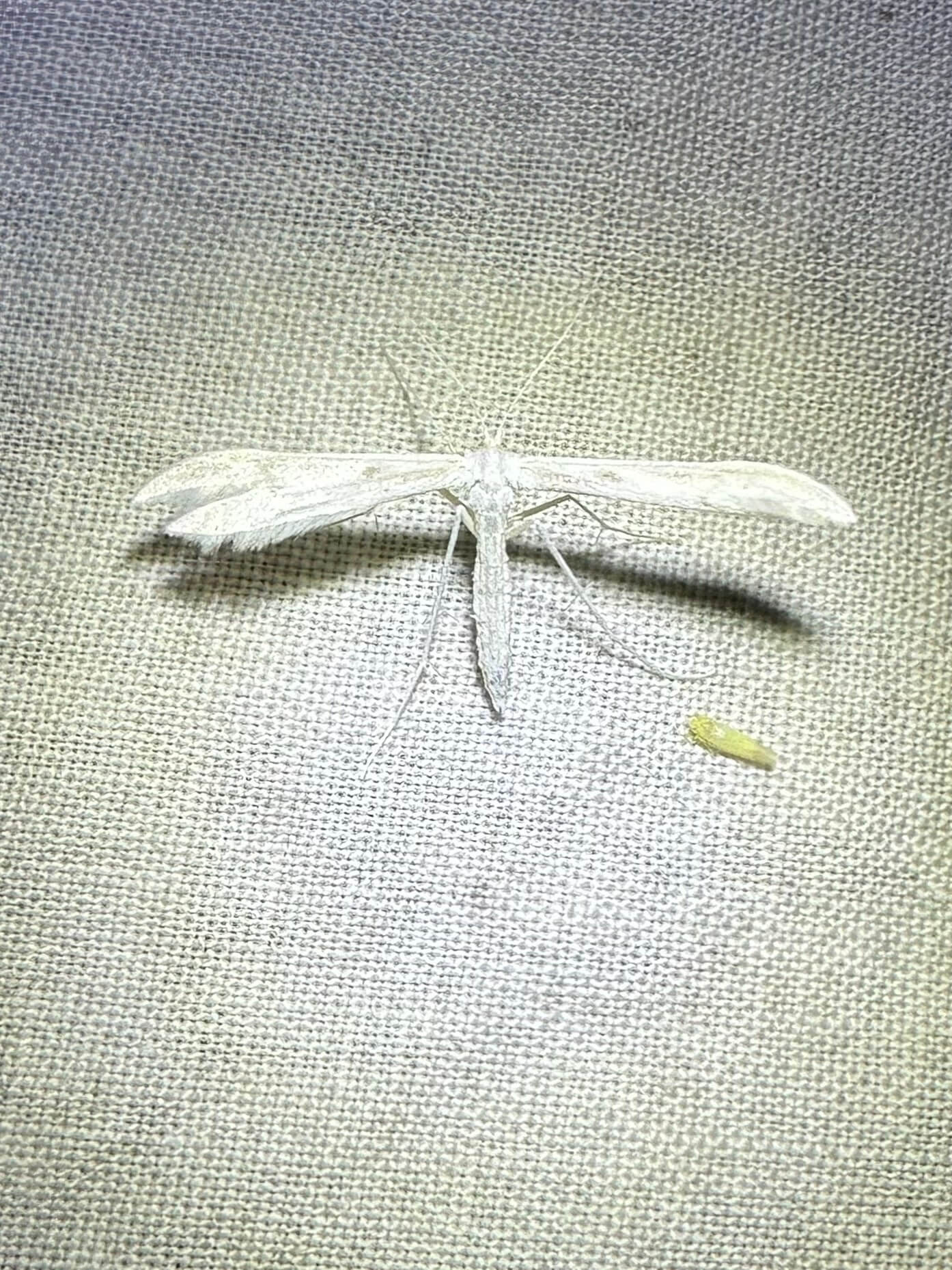 42 Beautiful White Moths in The United States (with Pictures)