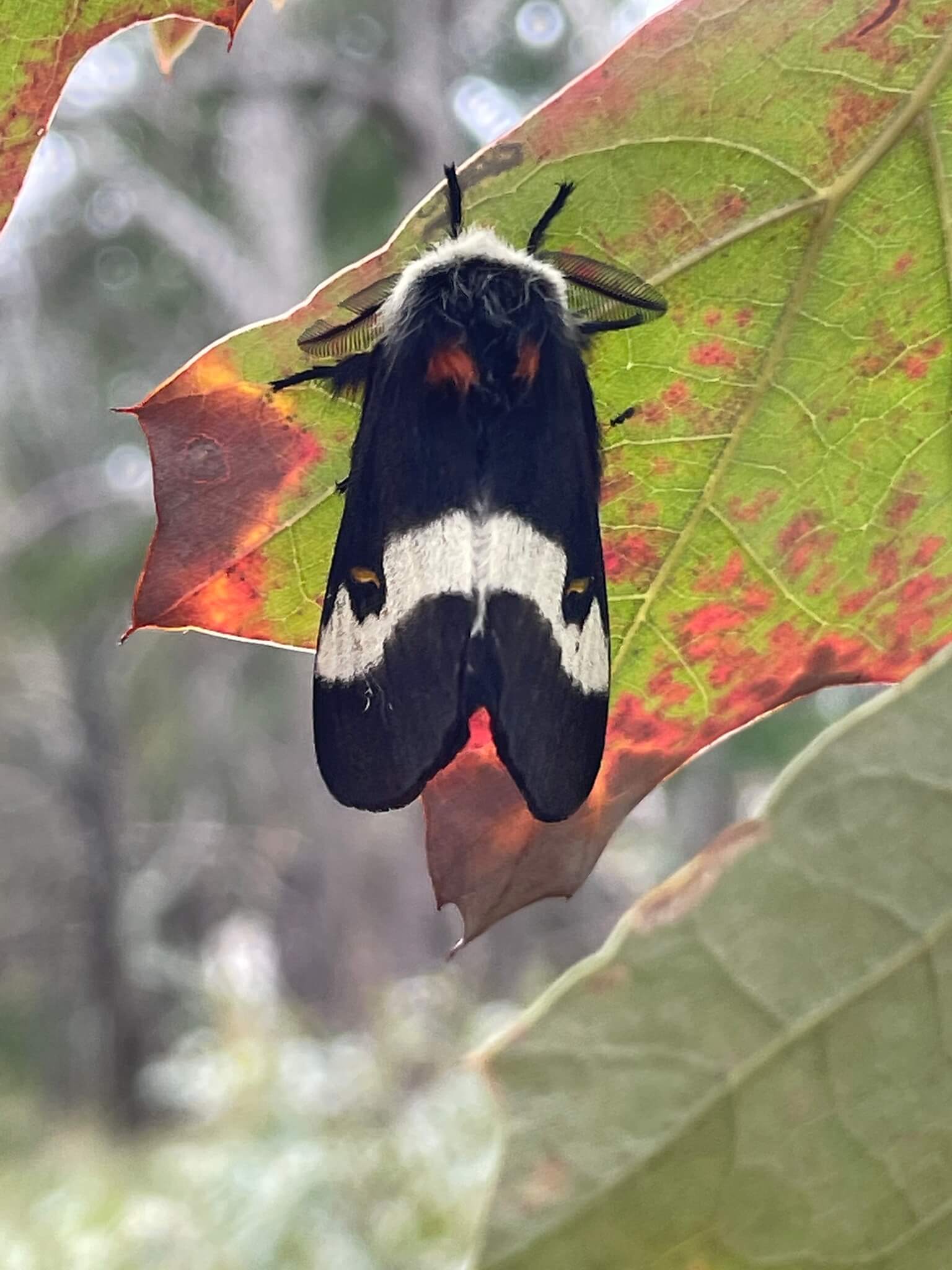 22 Types of Black Moths (Pictures and Identification)