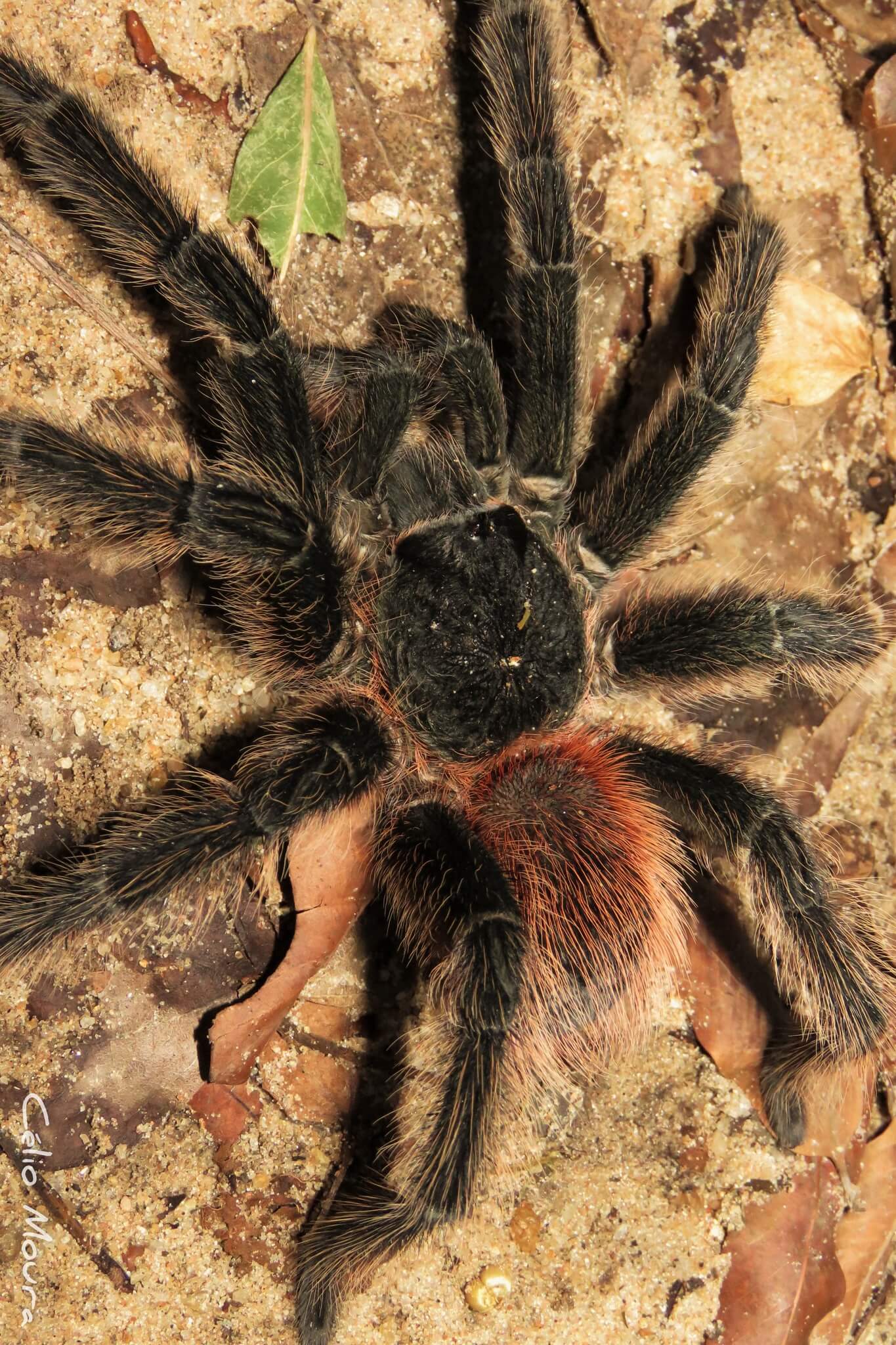 15 Amazing Pink Spiders in The World (with Pictures)