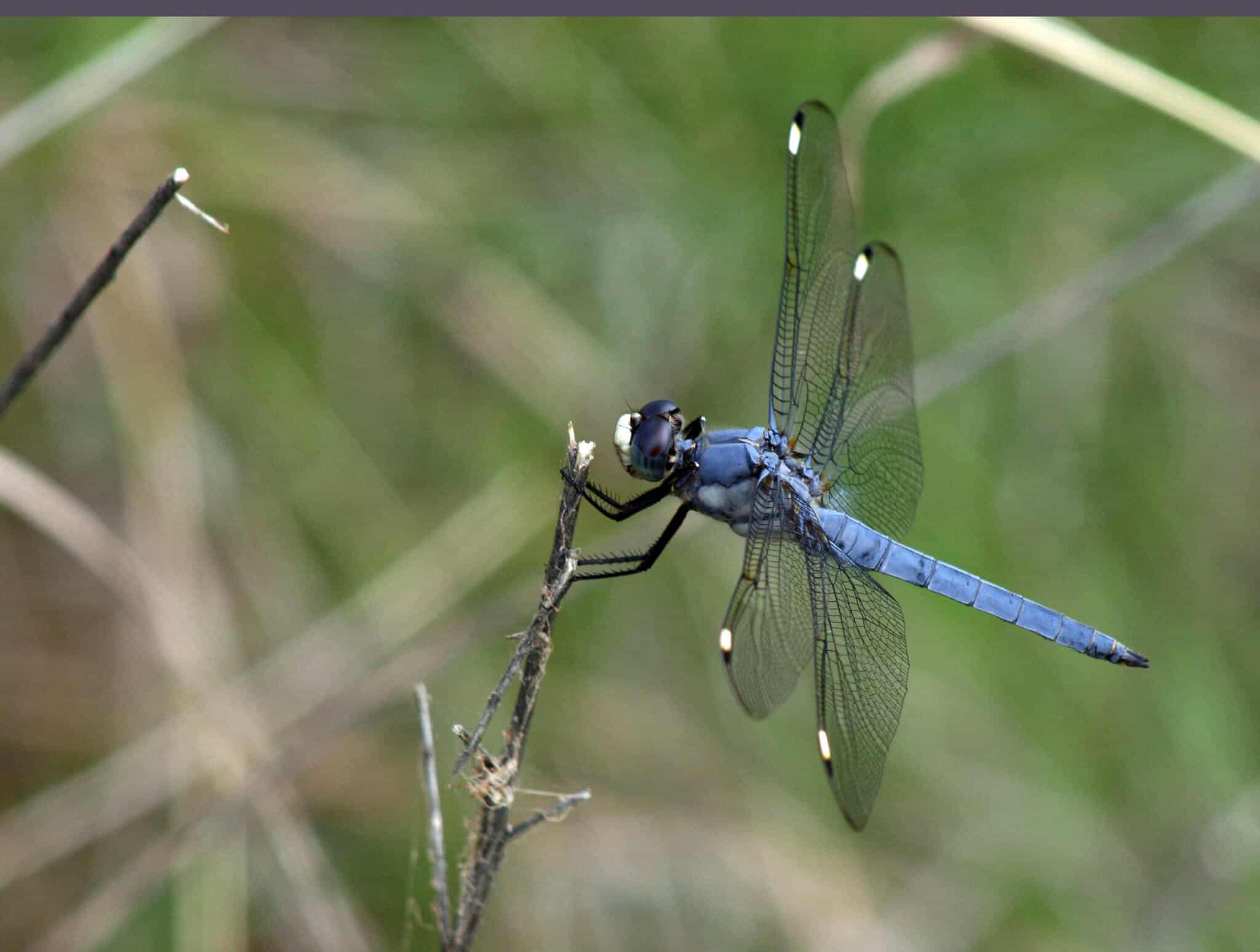 25 Types of Blue Dragonflies in North America (with Pictures)