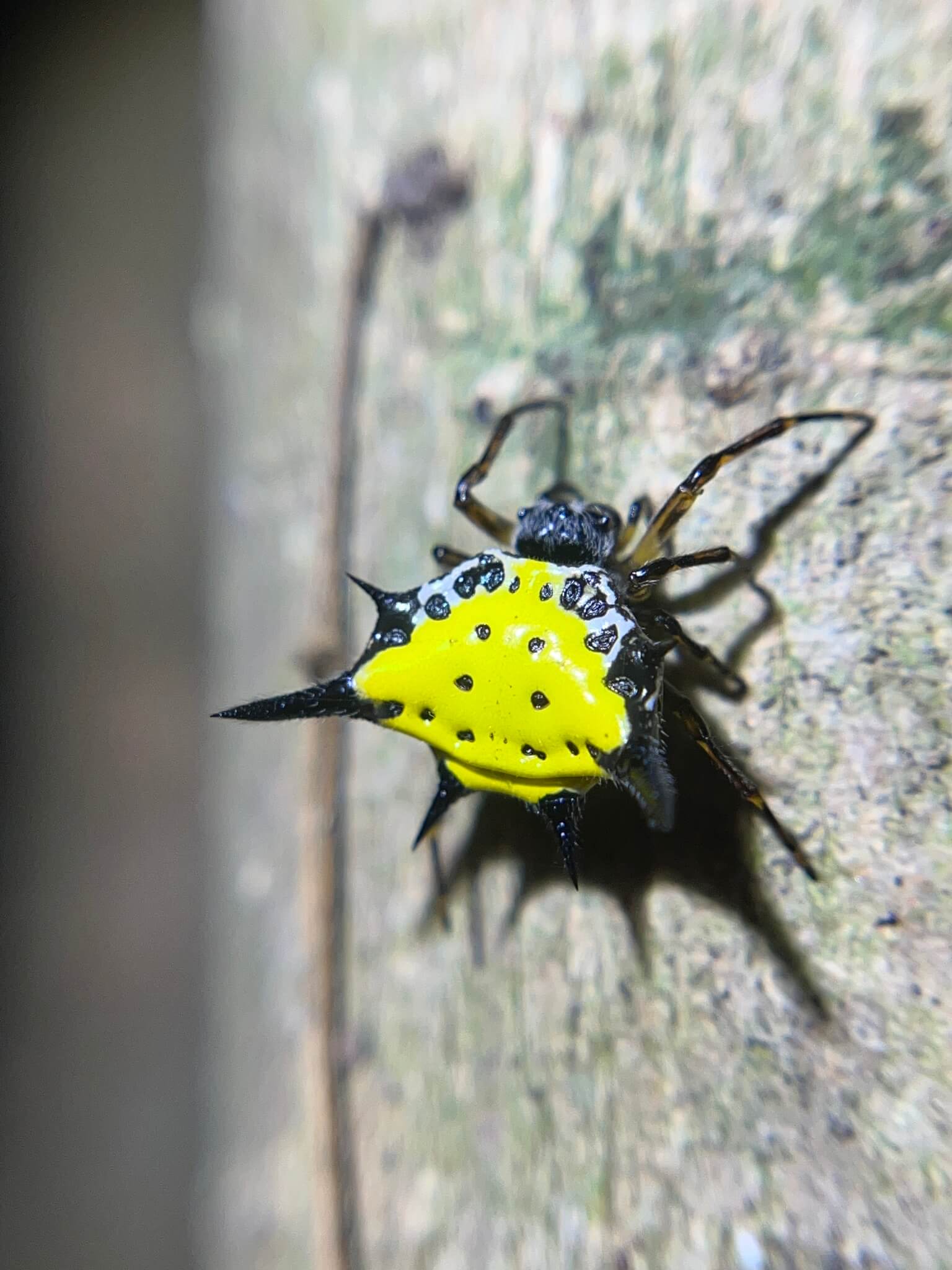 21 Spiders With Spikes (Pictures and Identification)