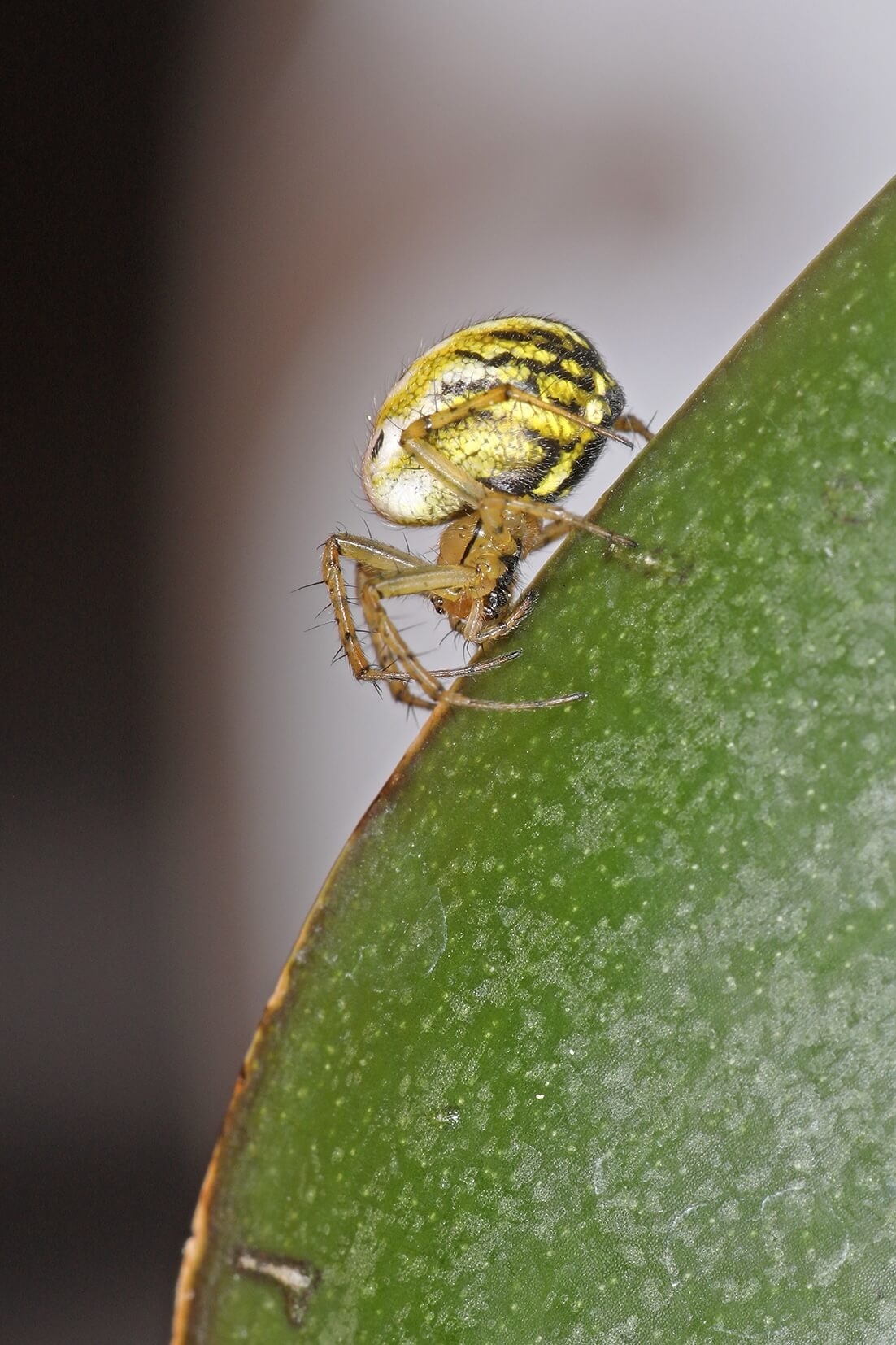 19 Yellow Spiders You May See (Pictures And Identification)