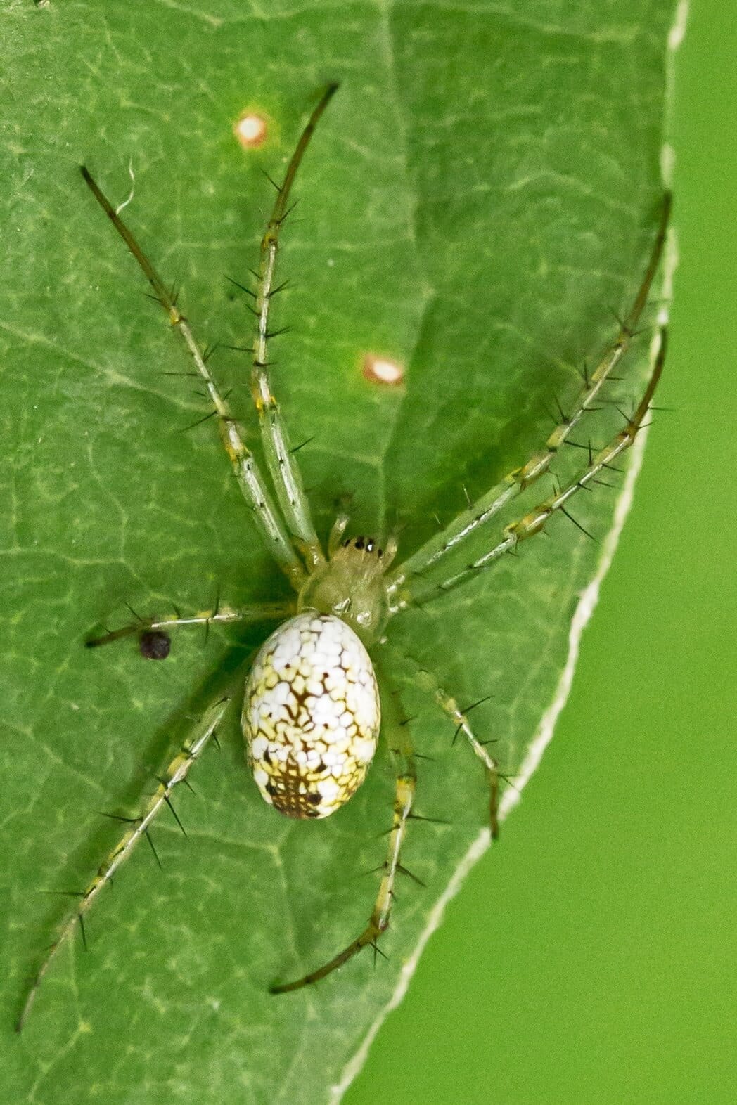 30 Common Green Spiders (Pictures And Identification)