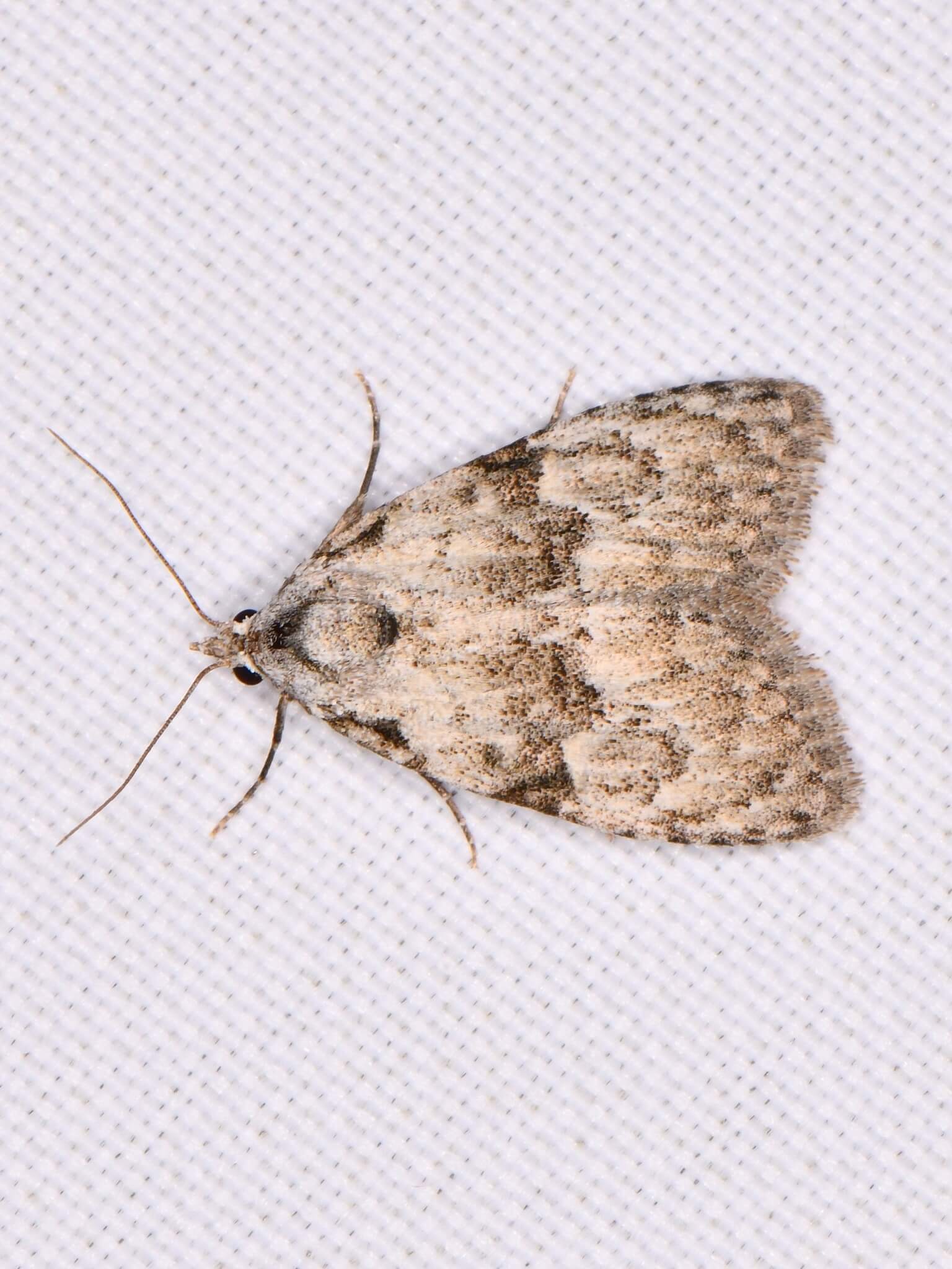 37 Common Black and White Moths (Pictures And Identification)