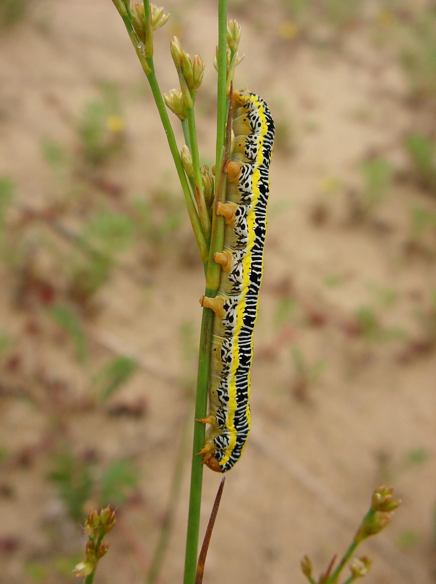 39 Common Yellow Caterpillars (Pictures And Identification)