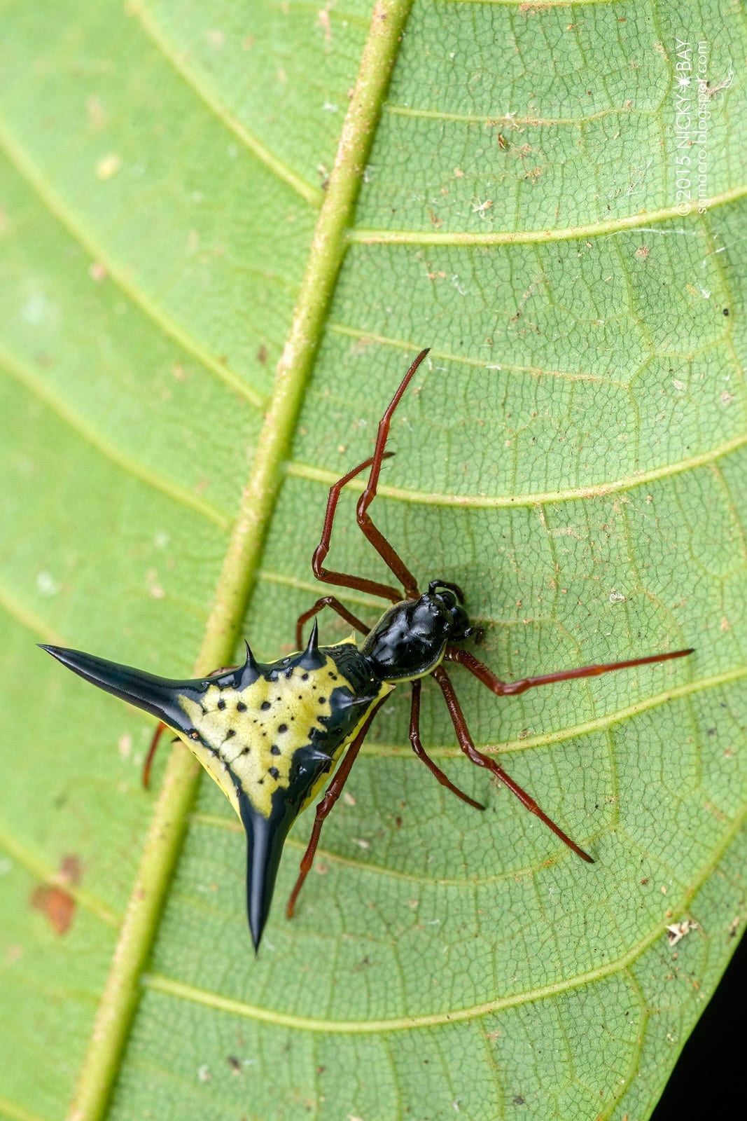 19 Yellow Spiders You May See (Pictures And Identification)