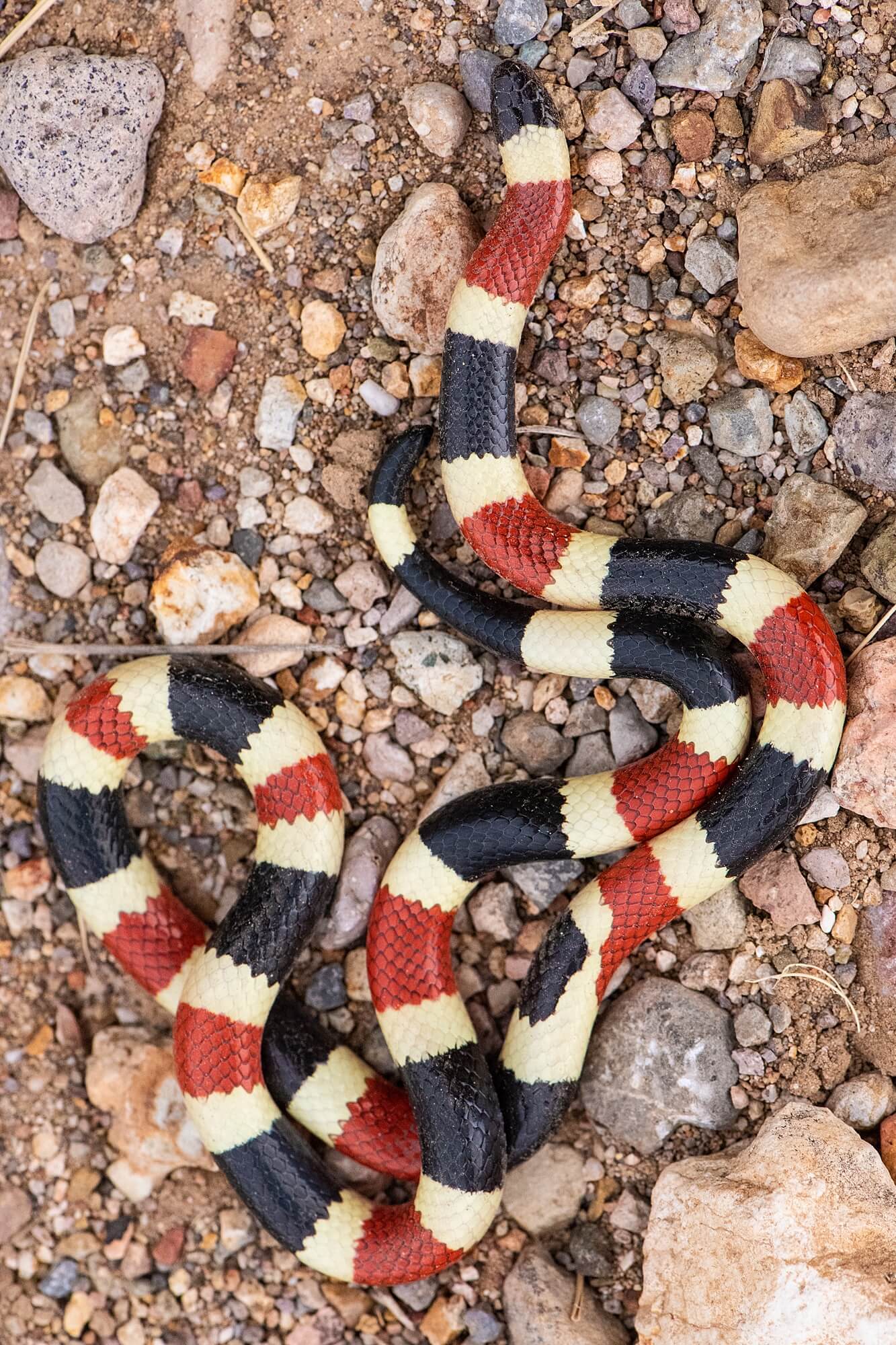 19 Black And Red Snakes (Pictures and Identification)