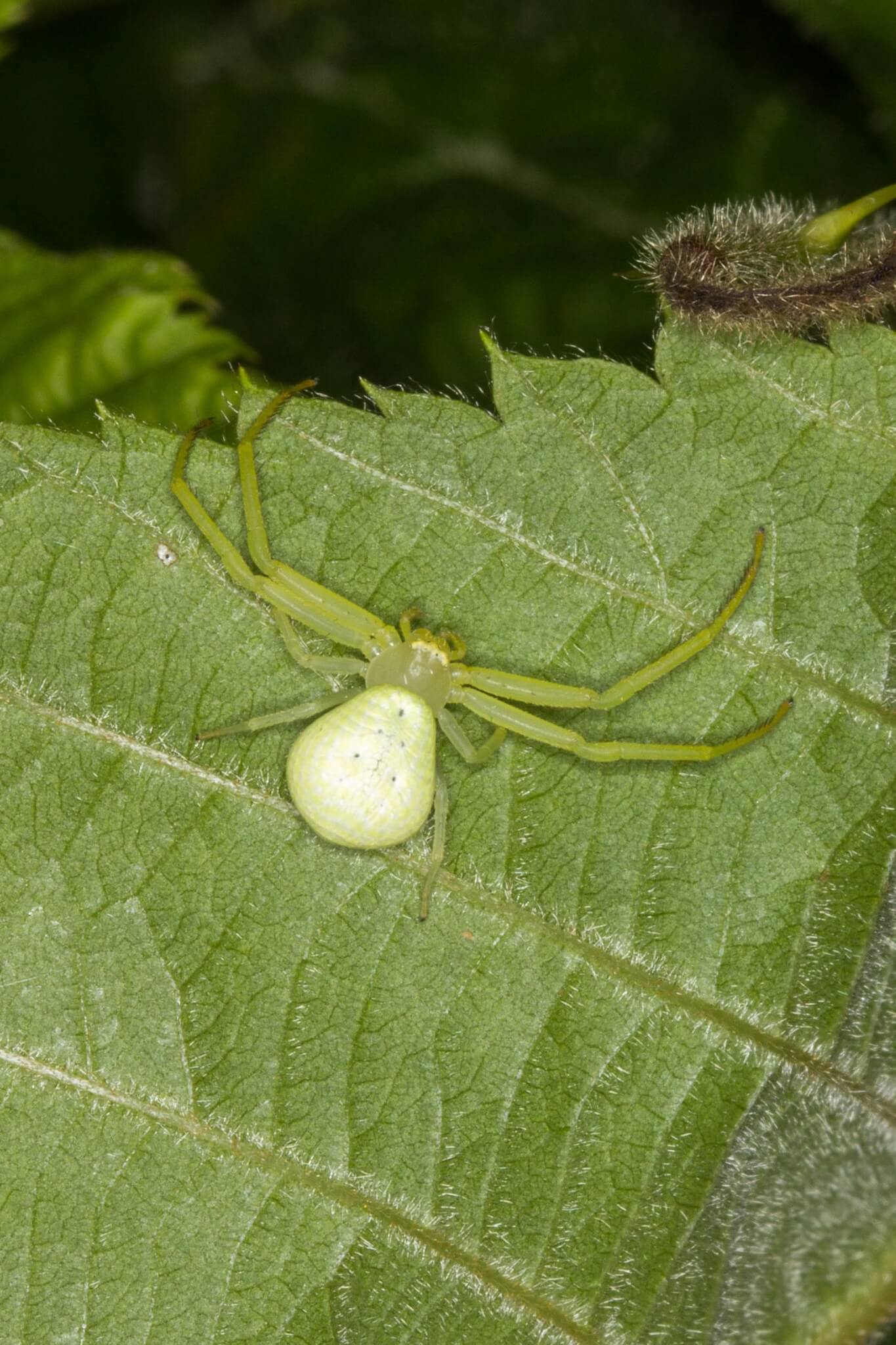 30 Common Green Spiders (Pictures And Identification)
