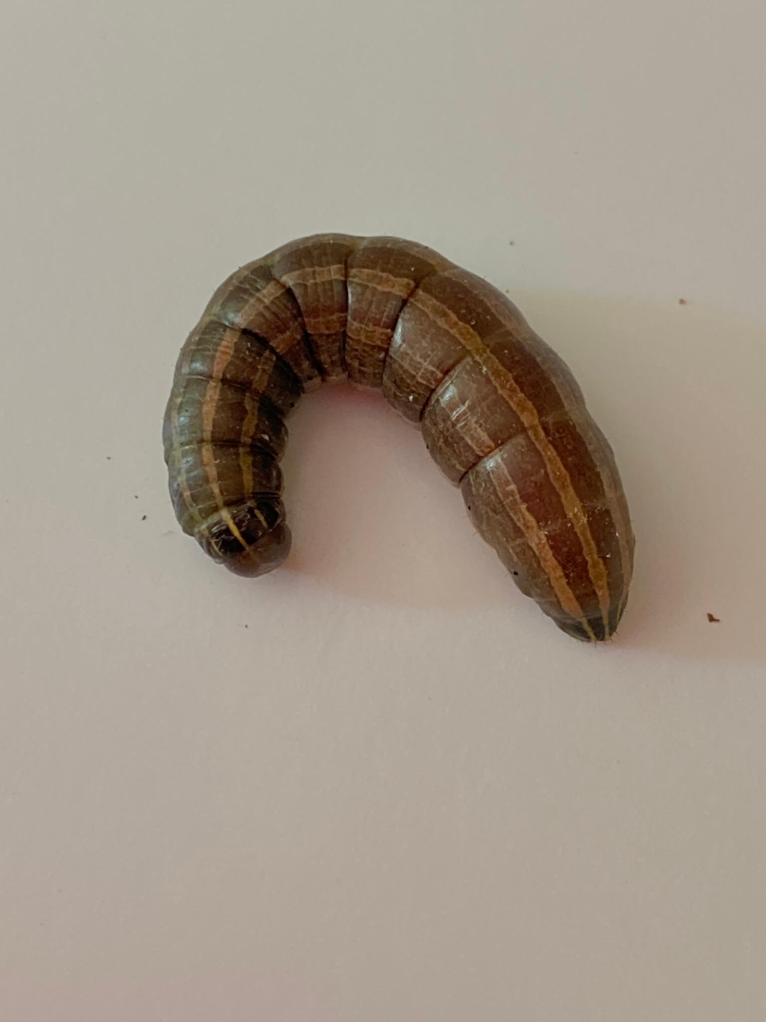 34 Brown Caterpillars of North America (Pictures And Identification)