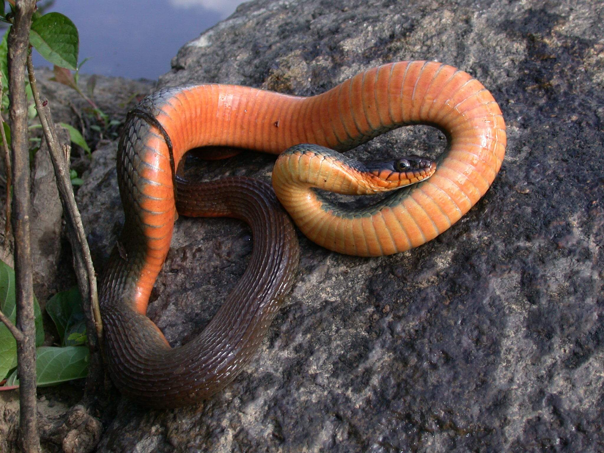 10 Types of Snakes With Red Bellies (with Pictures)