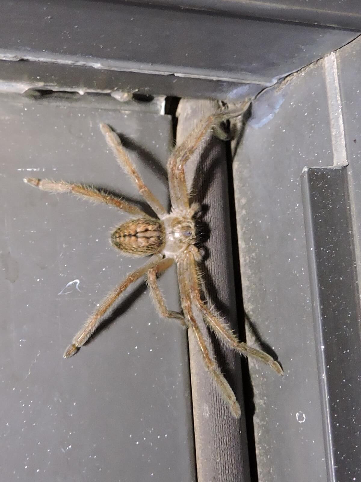 33 Types of Brown Spiders In The United States (with Pictures)