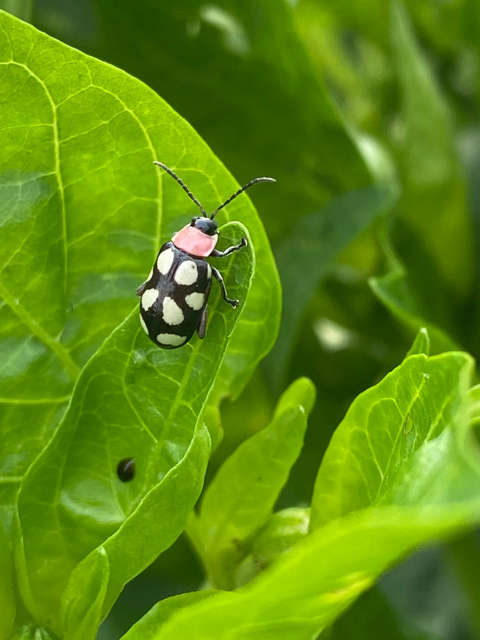 19 Black Bugs With White Spots (Pictures And Identification)