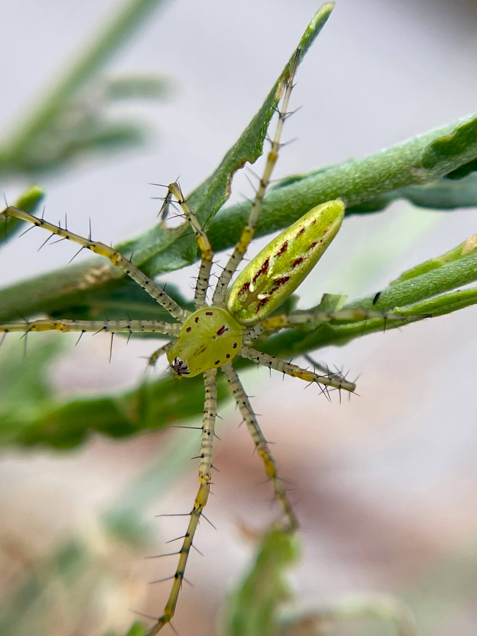 30 Common Green Spiders (Pictures And Identification)