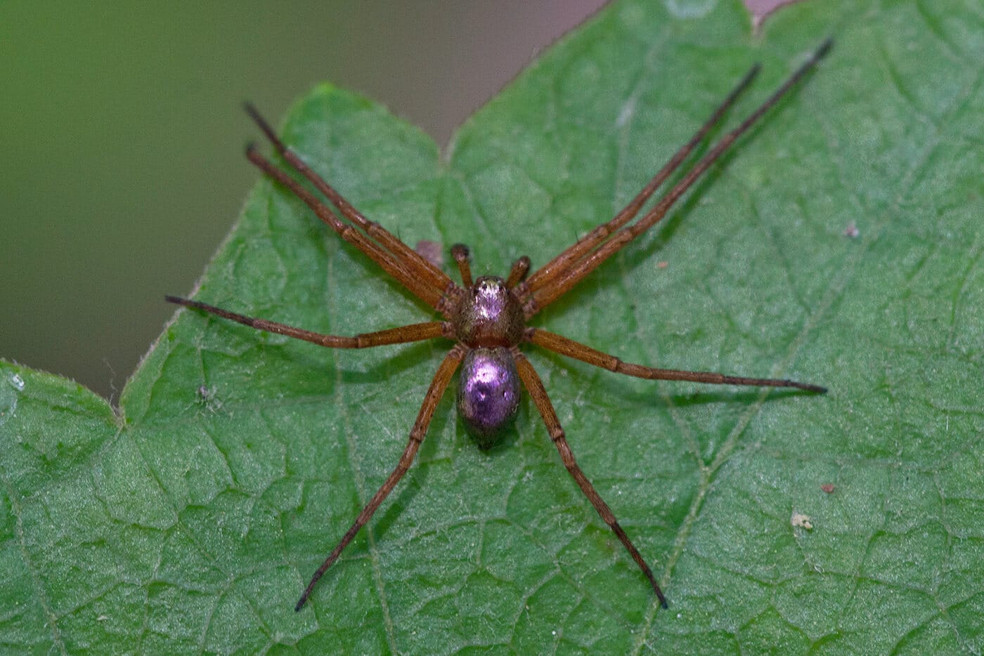 15 Amazing Pink Spiders in The World (with Pictures)