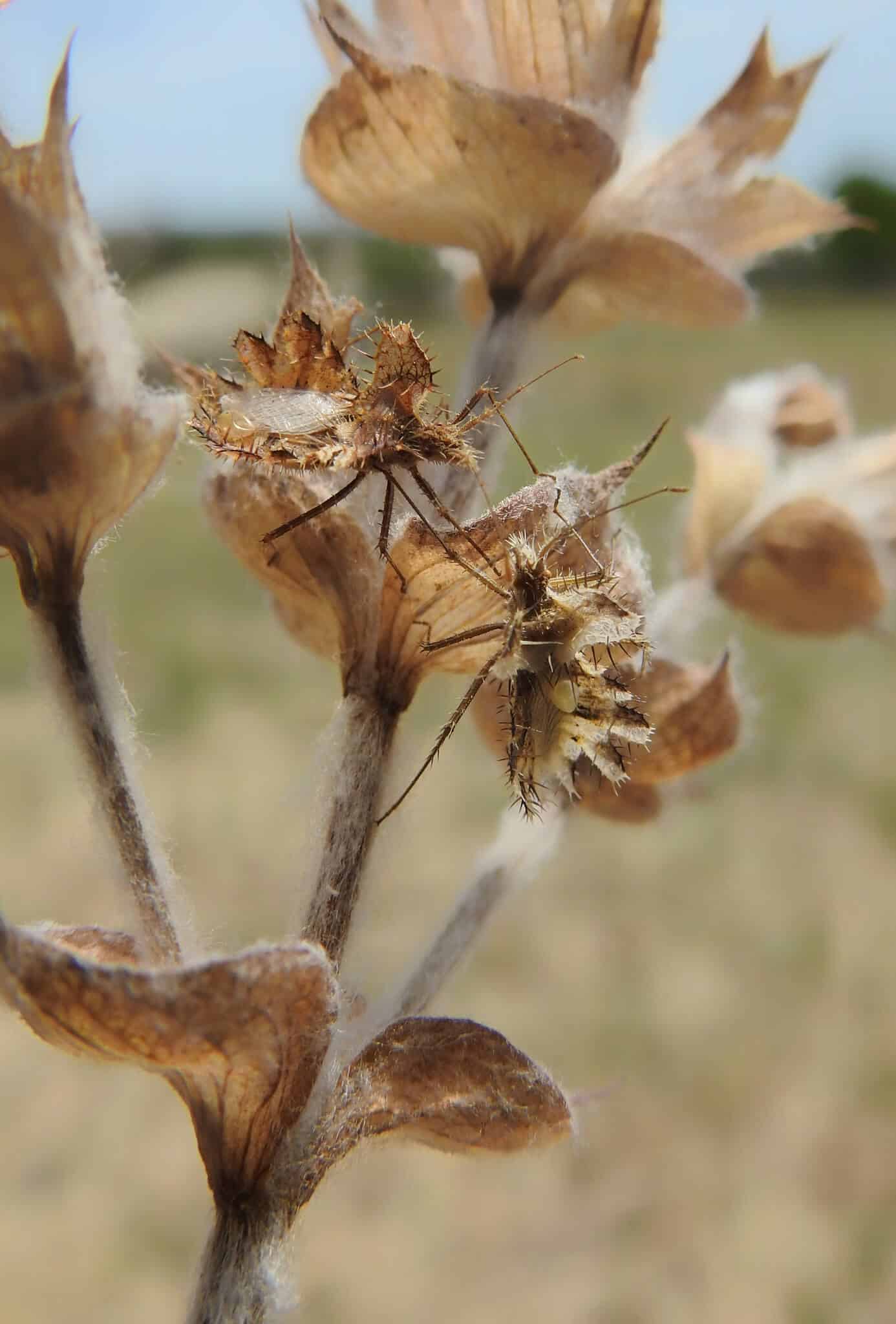 45 Weird Bugs of The World (with Pictures & Facts)