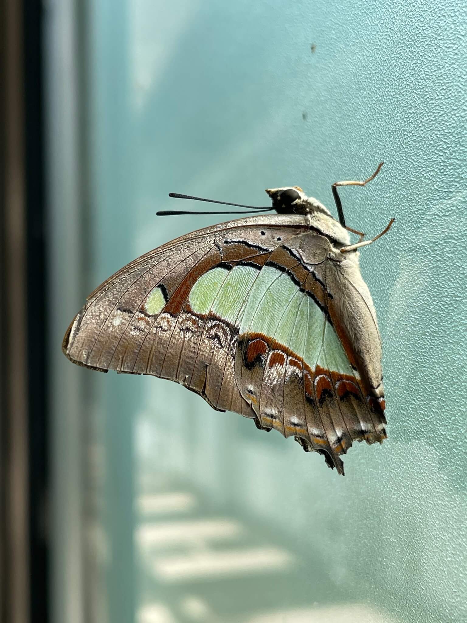 28 Amazing Green Butterflies (Pictures And IDentification)