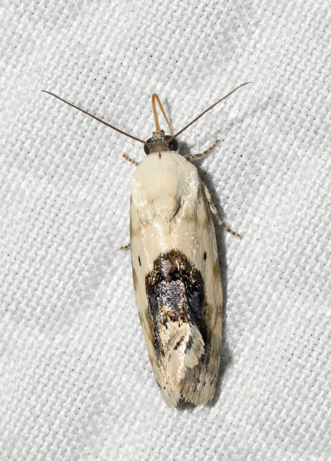 37 Common Black and White Moths (Pictures And Identification)