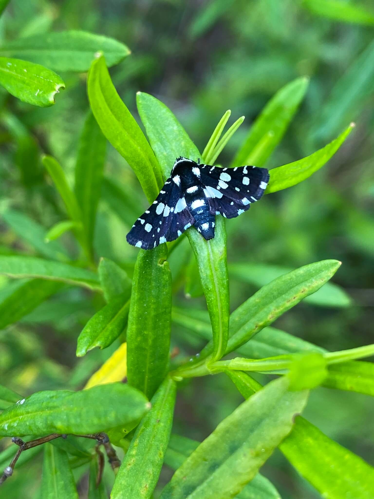 22 Types of Black Moths (Pictures and Identification)