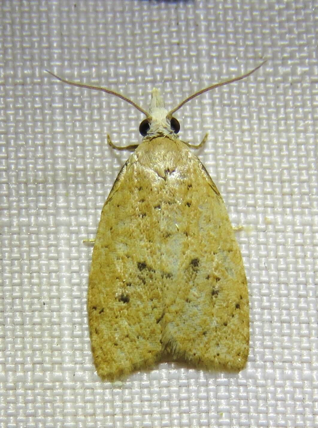 44 Types of Yellow Moths (Pictures And Identification)