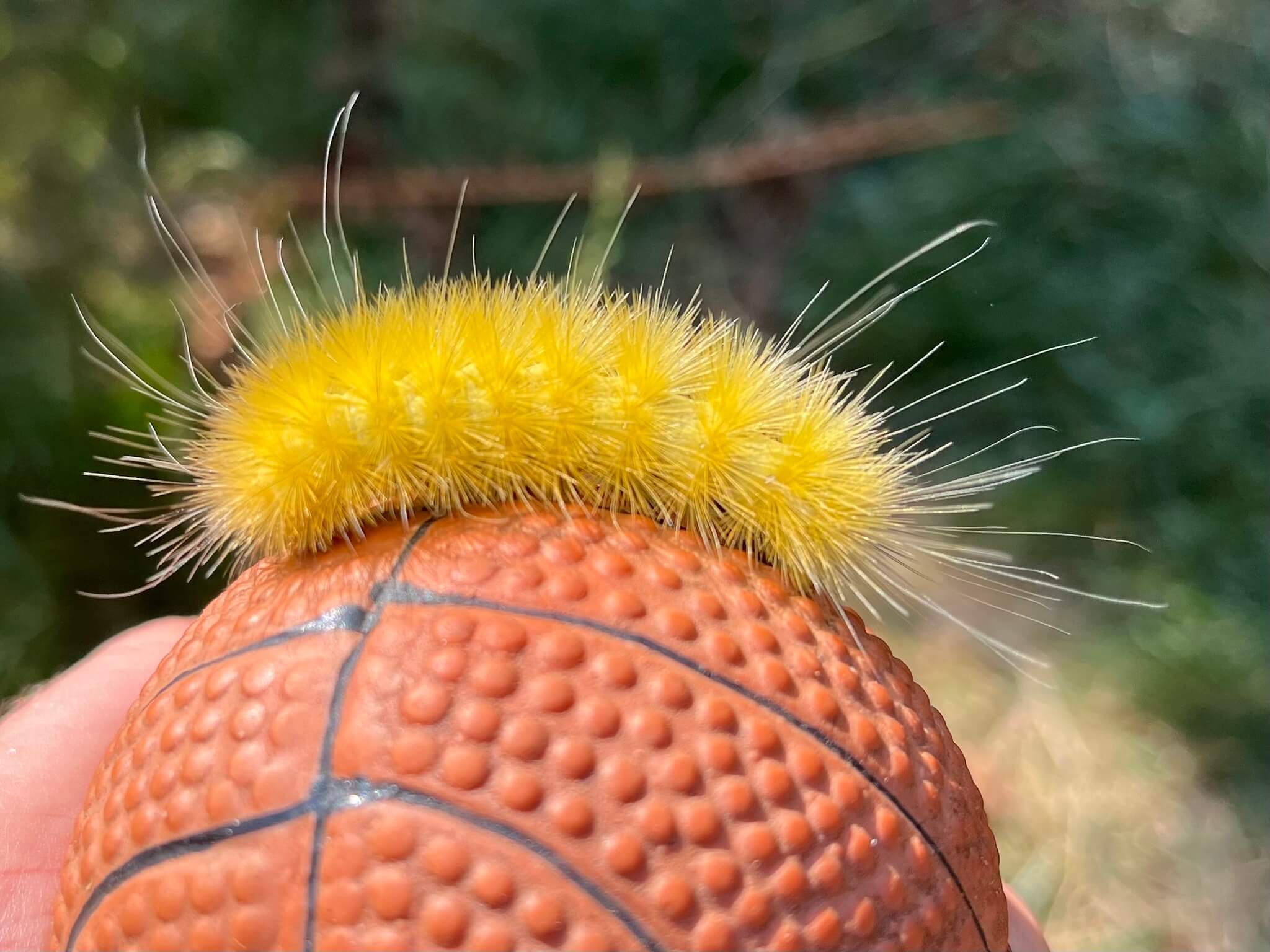 39 Common Yellow Caterpillars (Pictures And Identification)