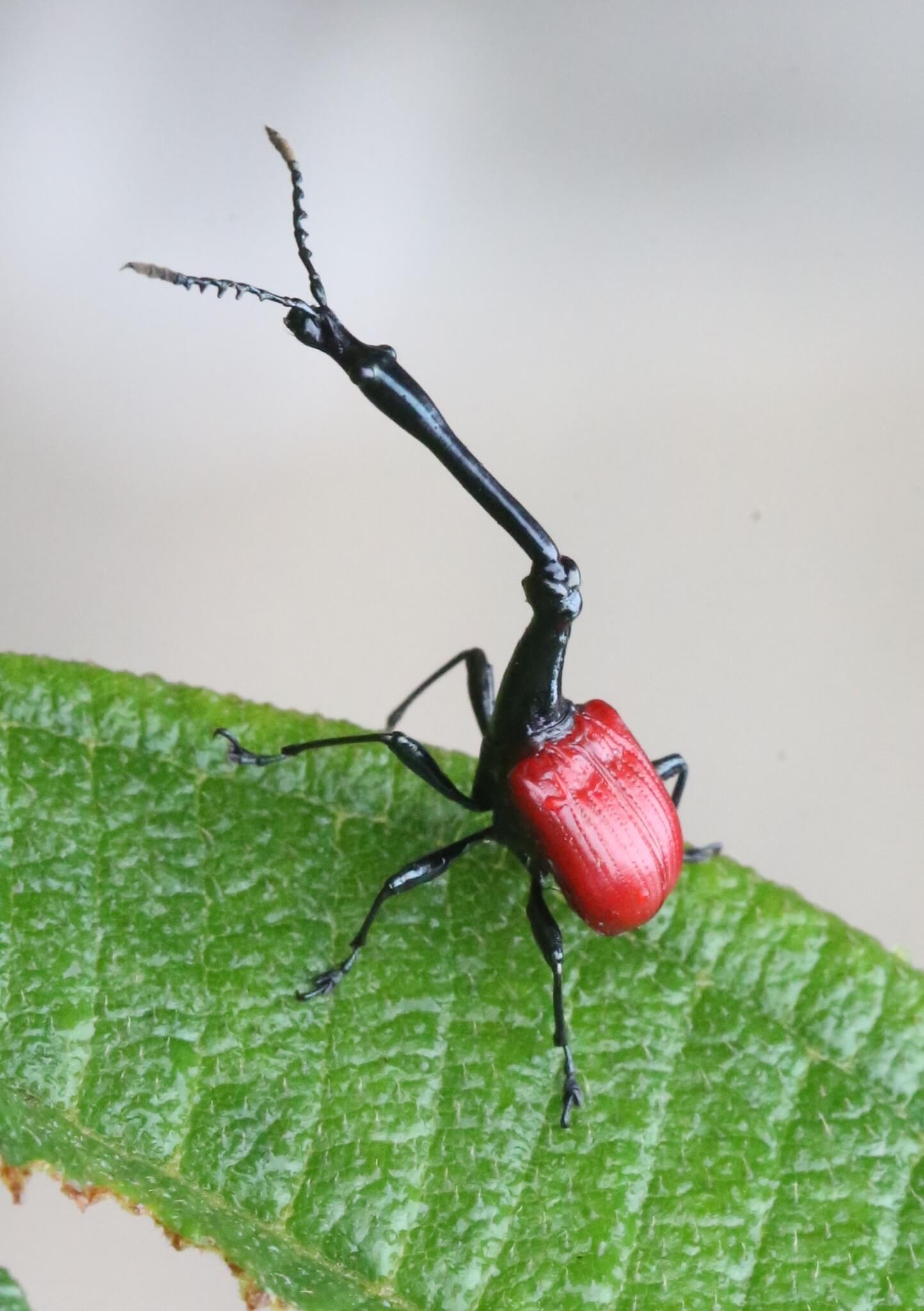 45 Weird Bugs of The World (with Pictures & Facts)