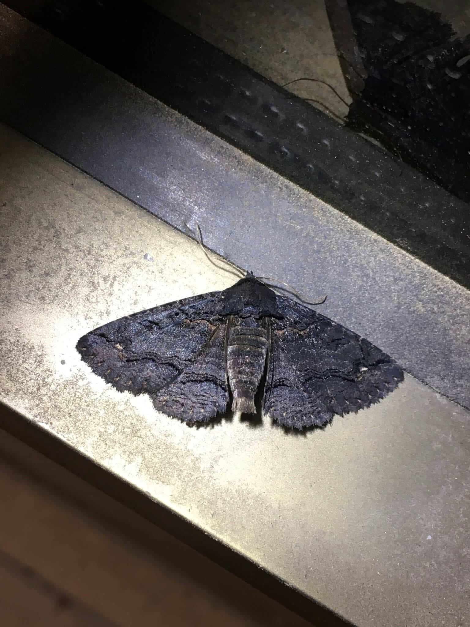 22 Types of Black Moths (Pictures and Identification)