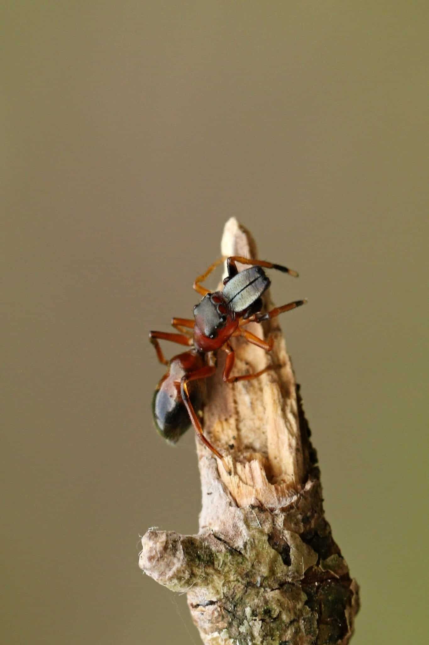 45 Weird Bugs of The World (with Pictures & Facts)