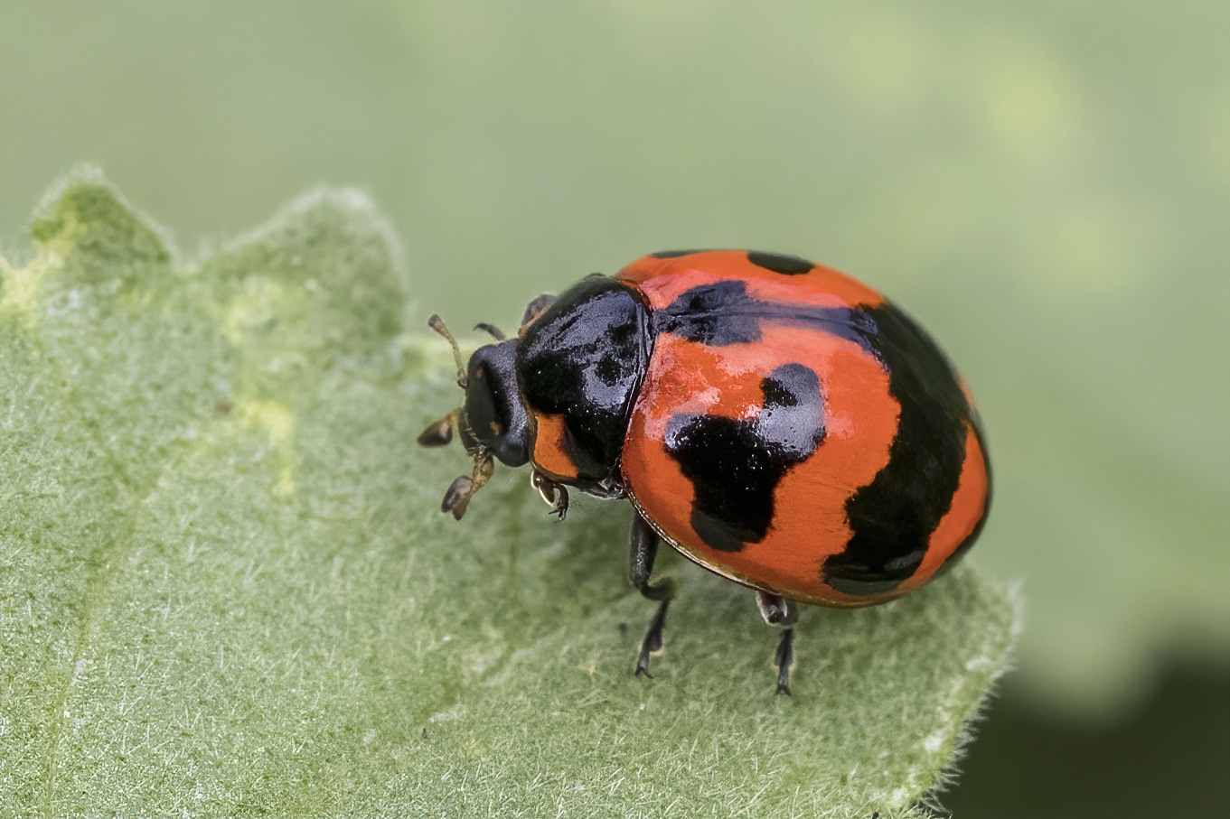 14 Bugs That Look Like Ladybugs (Some Can Bite)