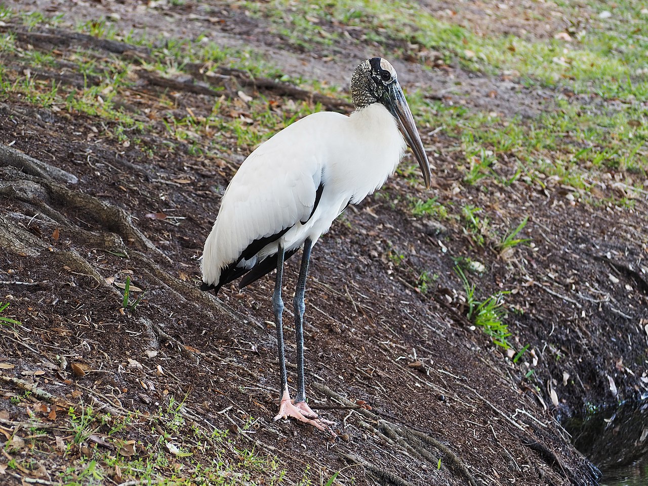 41 Common White Birds You May See (with Pictures)