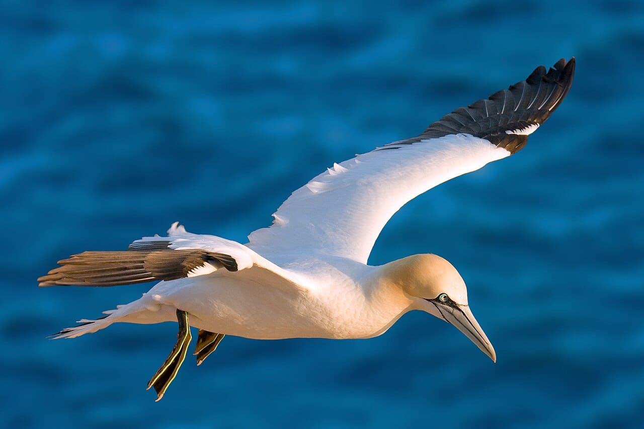 41 Common White Birds You May See (with Pictures)
