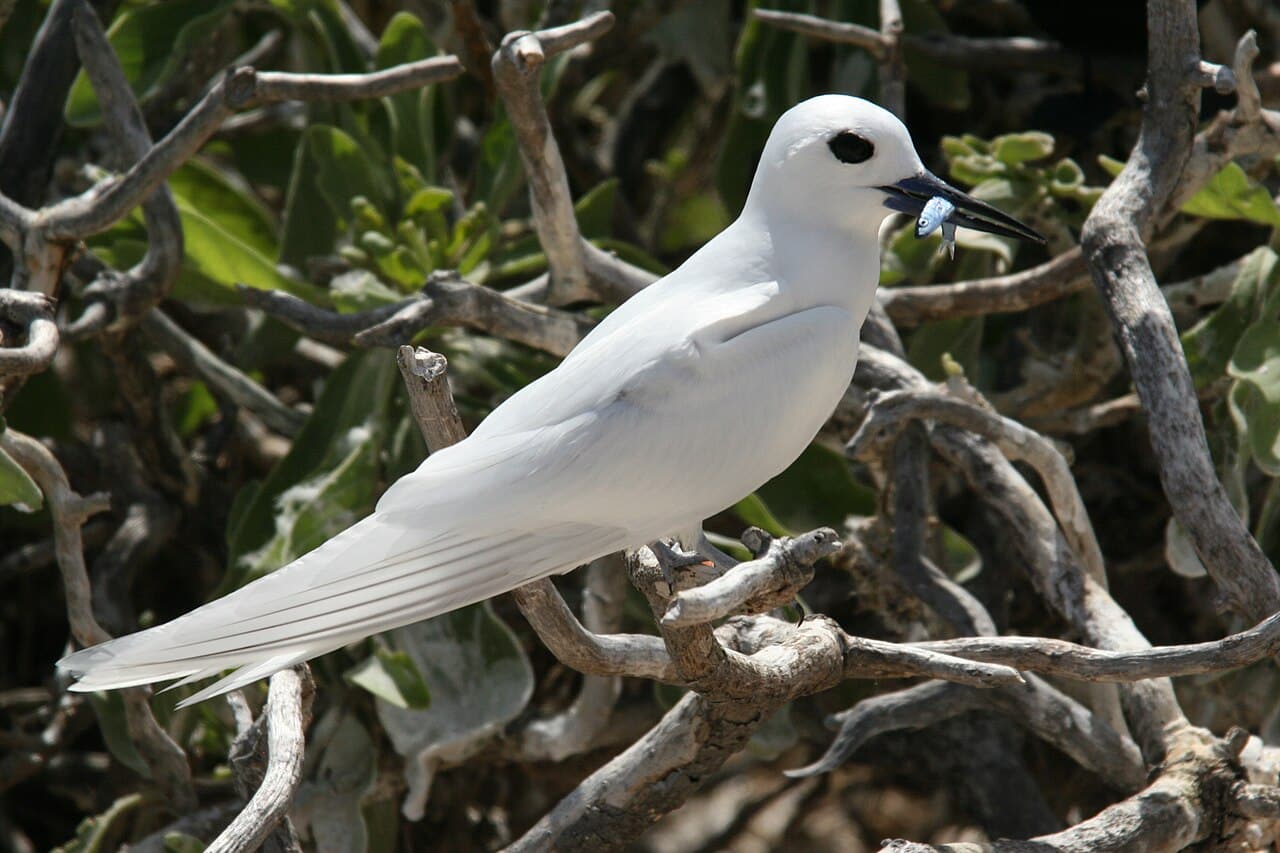 41 Common White Birds You May See (with Pictures)