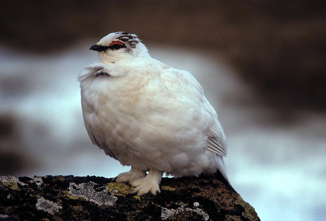 41 Common White Birds You May See (with Pictures)