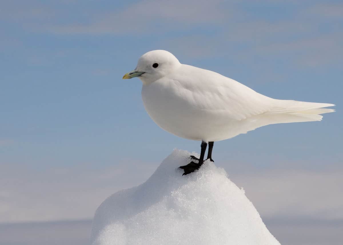 41 Common White Birds You May See (with Pictures)