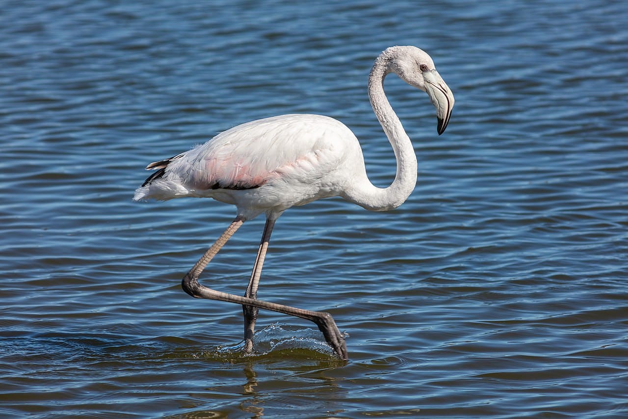 41 Common White Birds You May See (with Pictures)