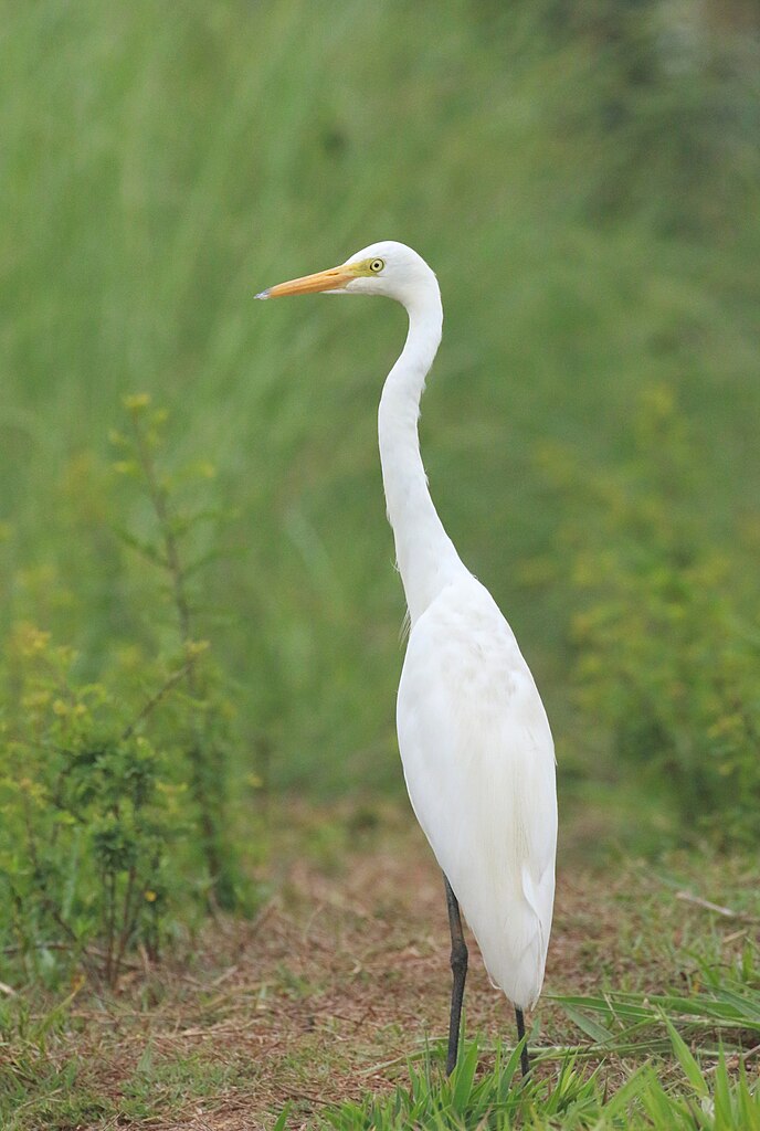 41 Common White Birds You May See (with Pictures)