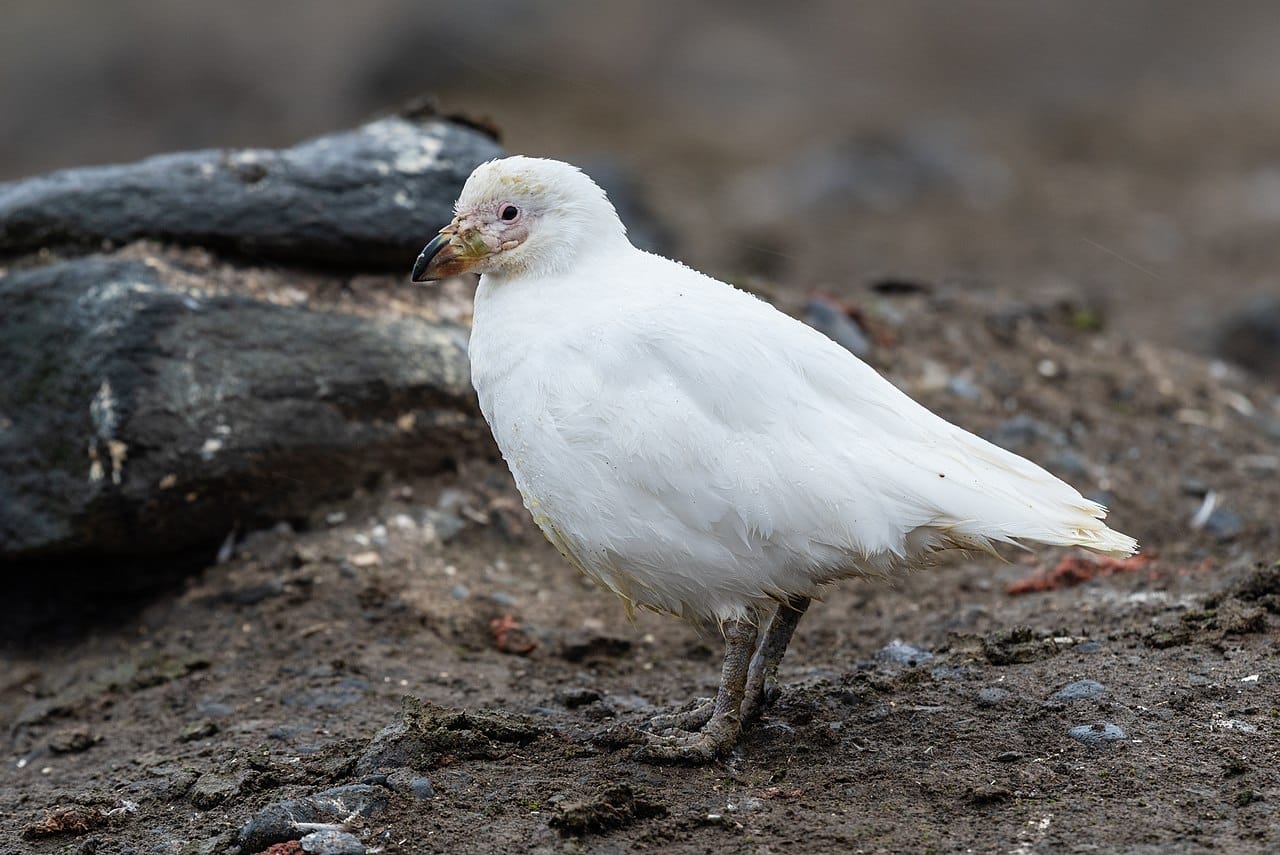 41 Common White Birds You May See (with Pictures)