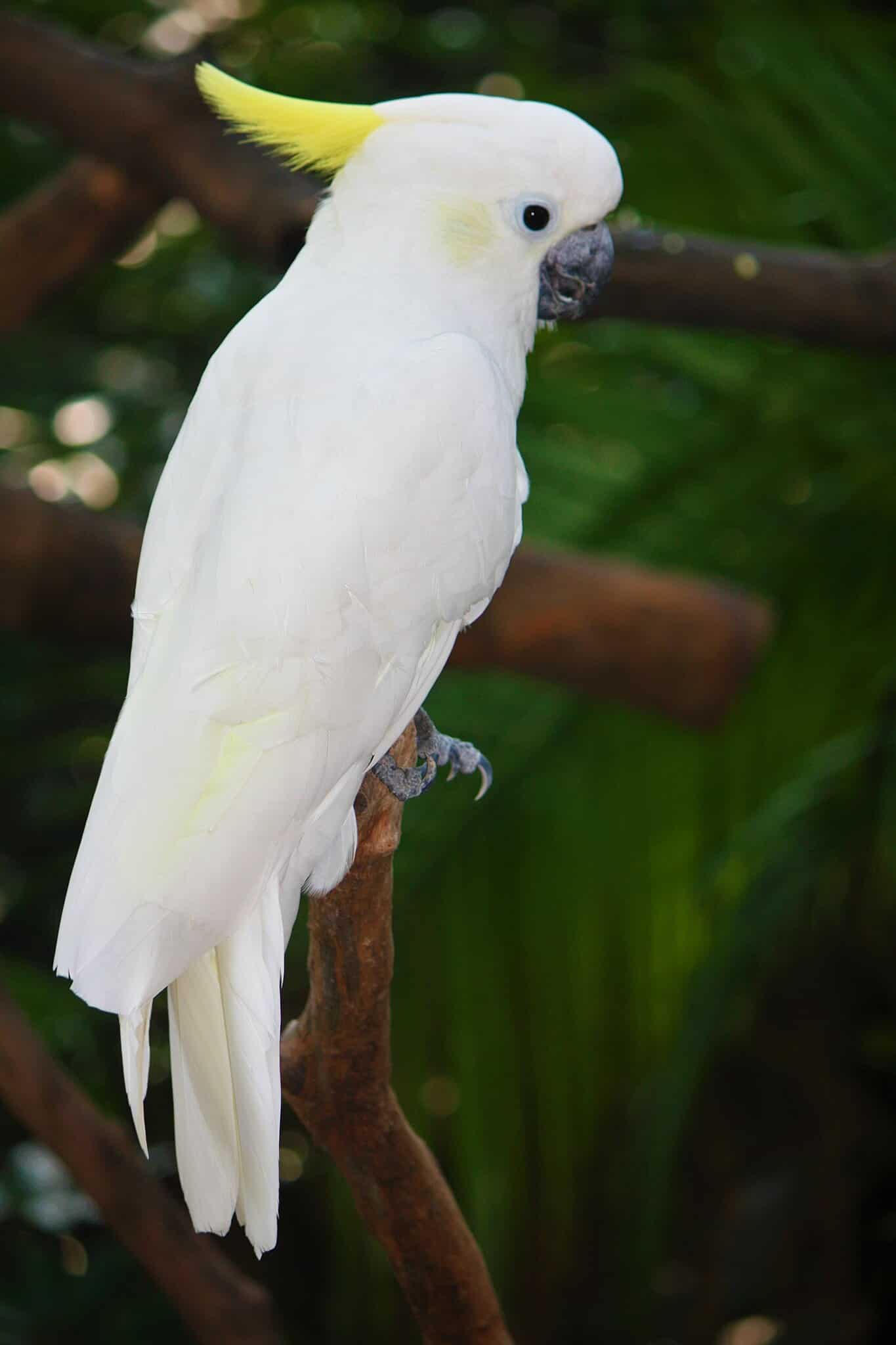 41 Common White Birds You May See (with Pictures)