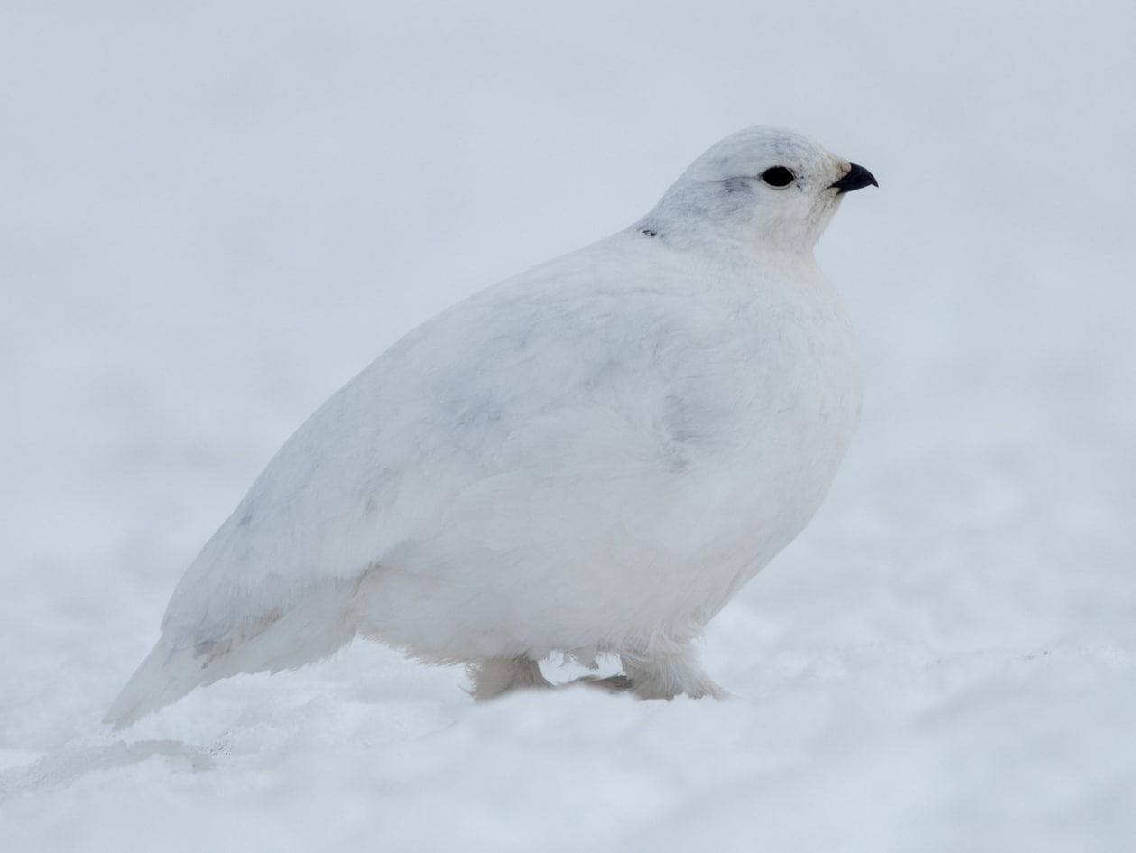 41 Common White Birds You May See (with Pictures)