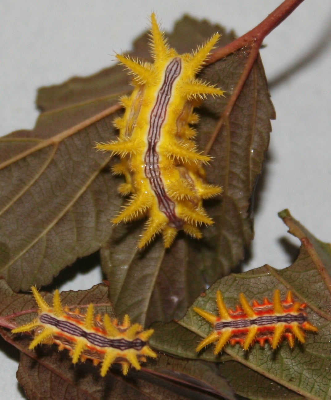 38 Cute, Weird, Beautiful Caterpillars (with Pictures)