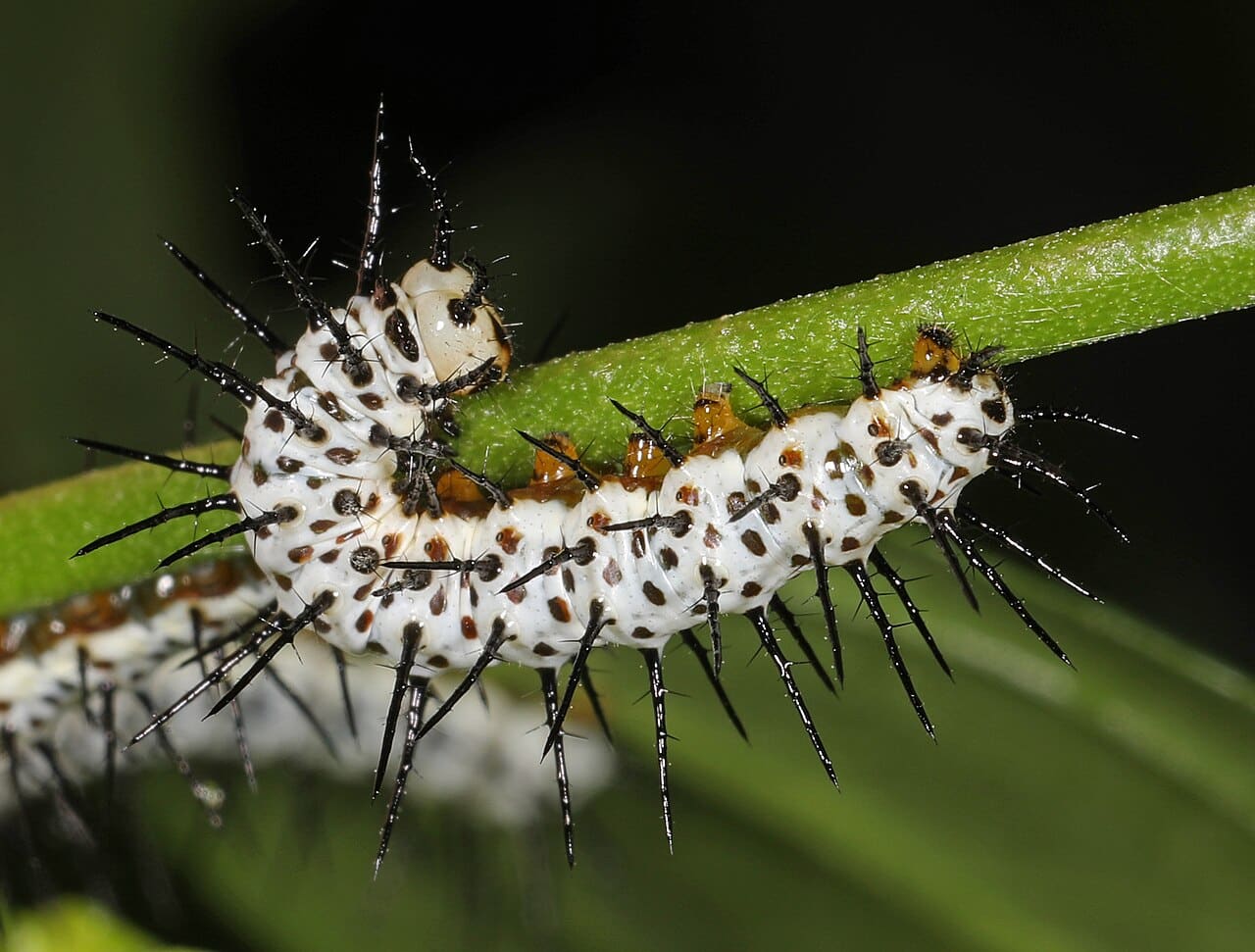38 Cute, Weird, Beautiful Caterpillars (with Pictures)