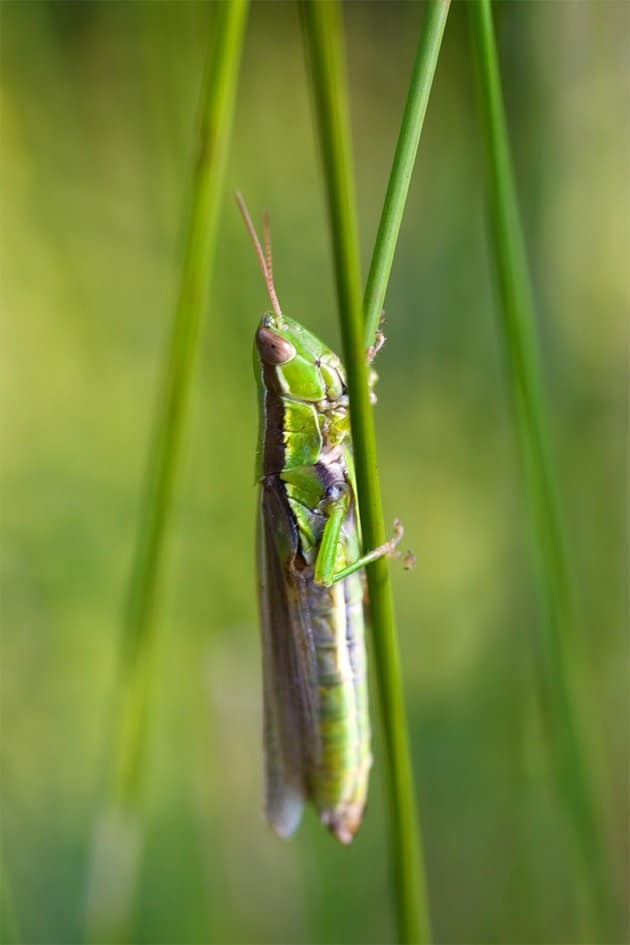 8 Different Grasshopper Colors and Their Spiritual Meanings